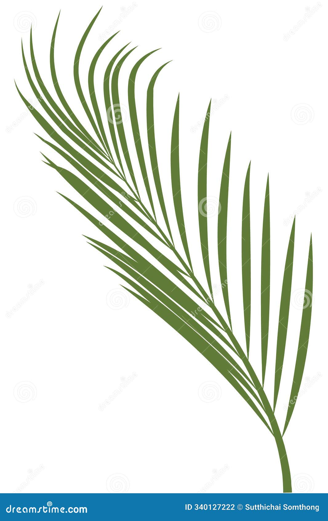 Single Tropical Natural Leaf. Palm Leaf Isolated on White Background ...