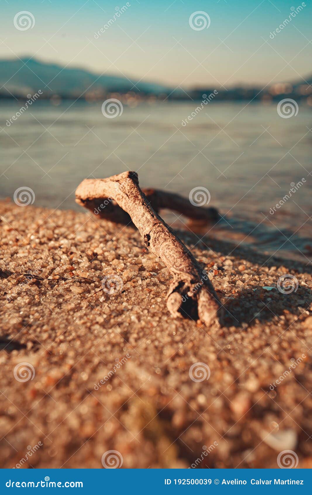 A Single Trunk in the Shore of the Beach Stock Image - Image of shore ...