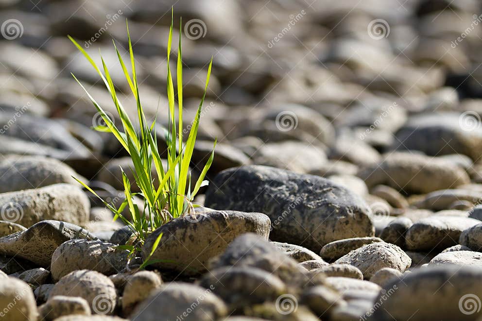 Single Tuft of Grass in Stone Desert Stock Photo - Image of sprout ...