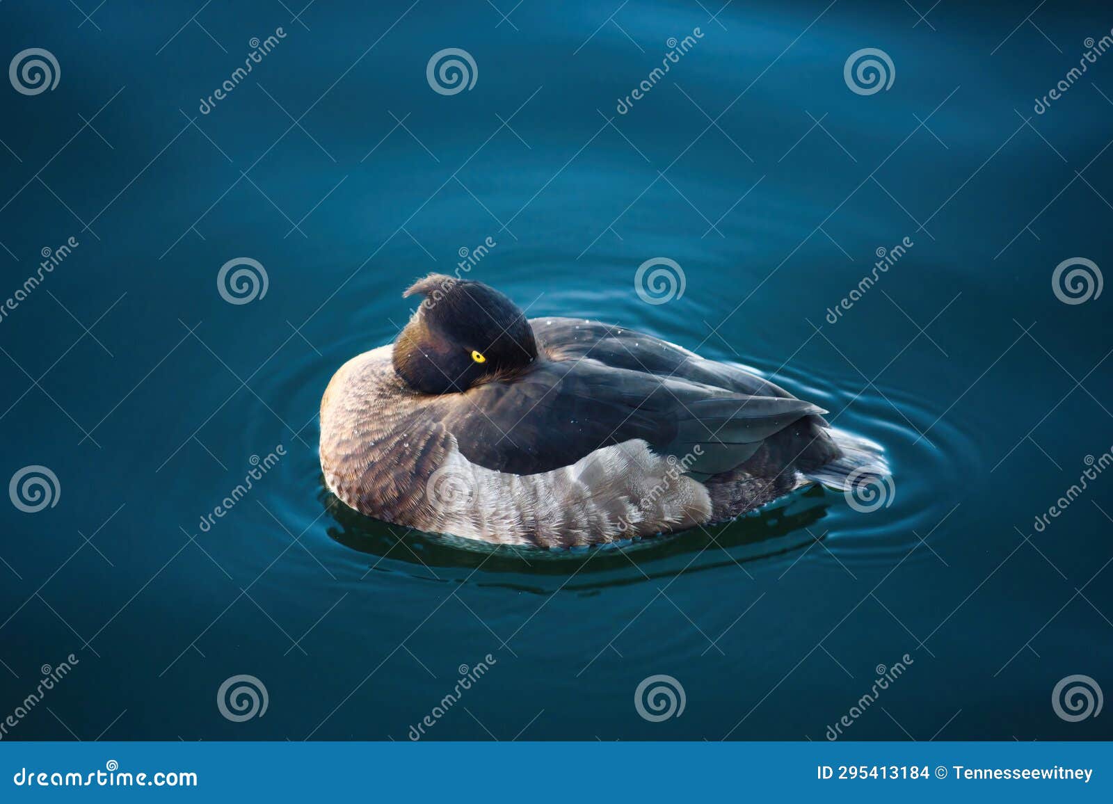A Single Tufted Duck Isolated Against Blue Water Stock Photo - Image of ...
