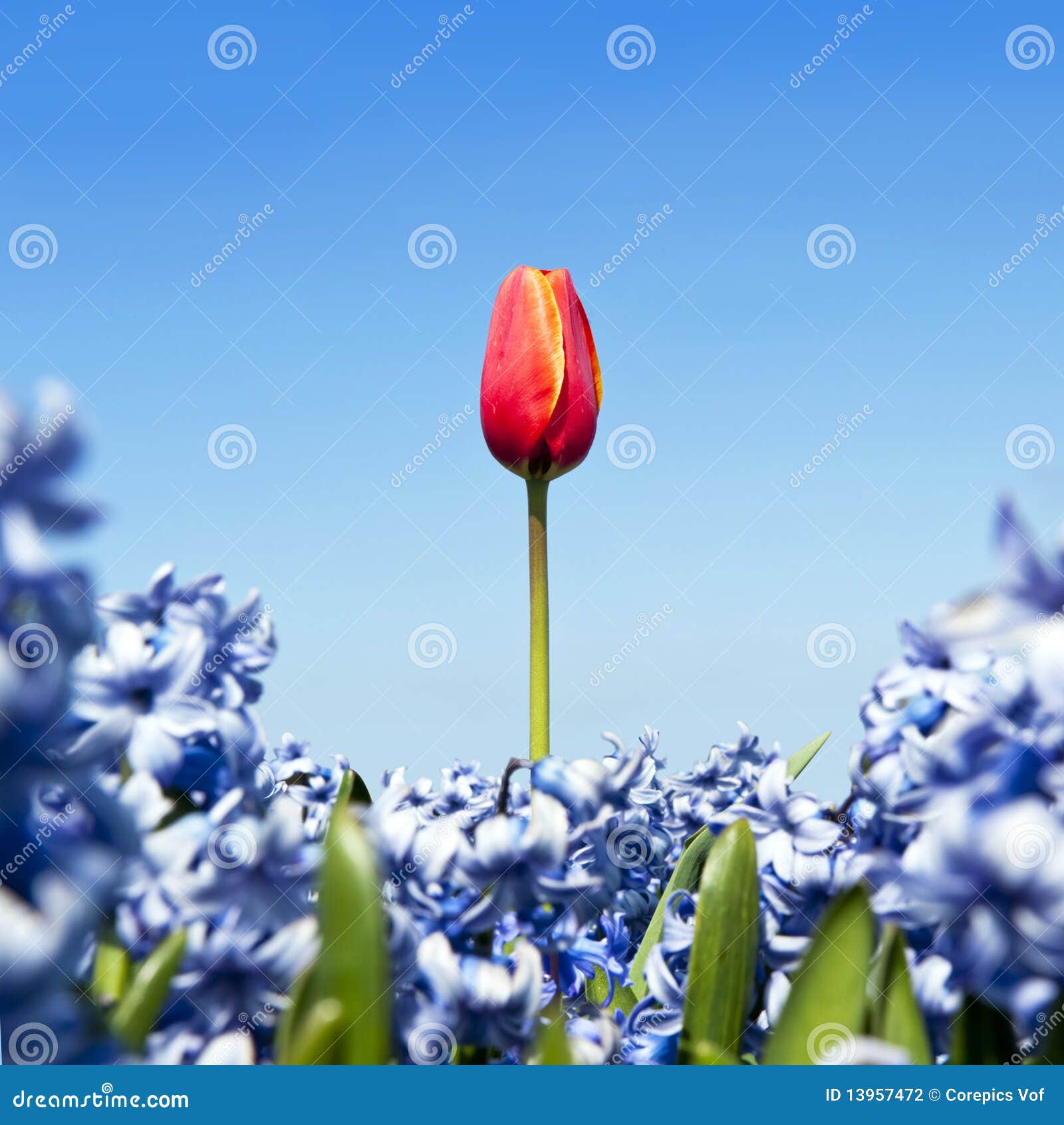 Single tulip stock photo. Image of spring, flower, blue - 13957472