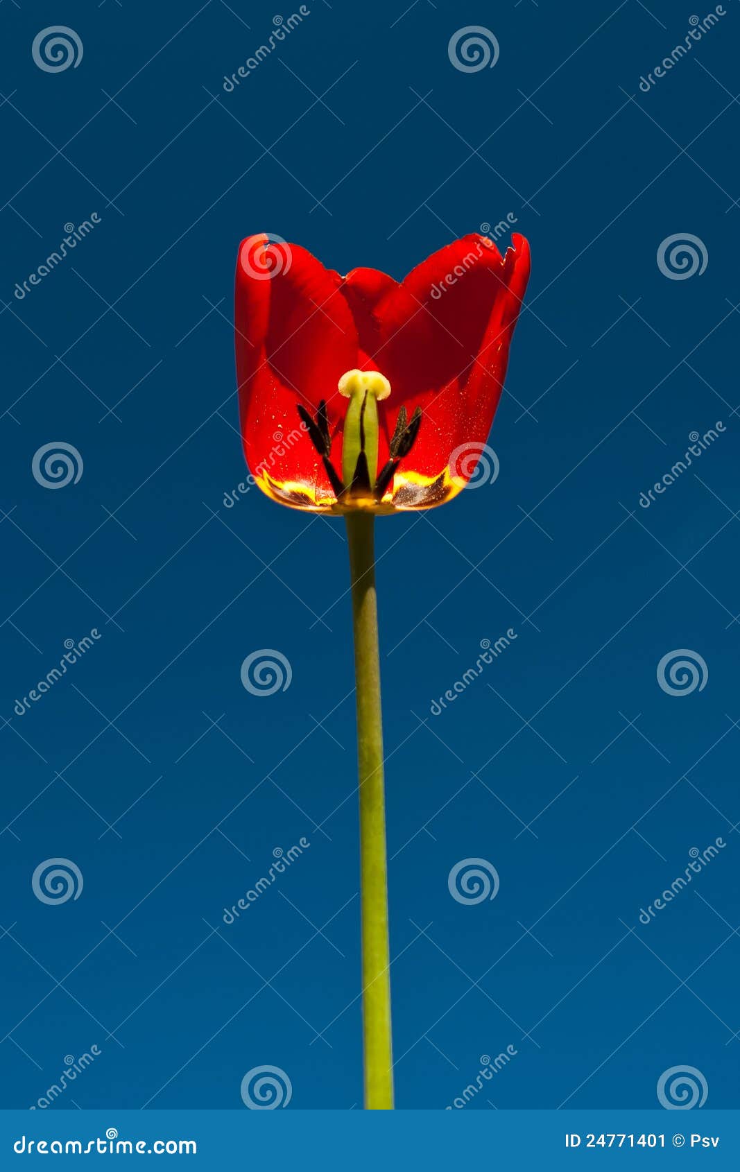 Single Tulip Against Blue Sky Stock Image - Image of bright, sunlight ...