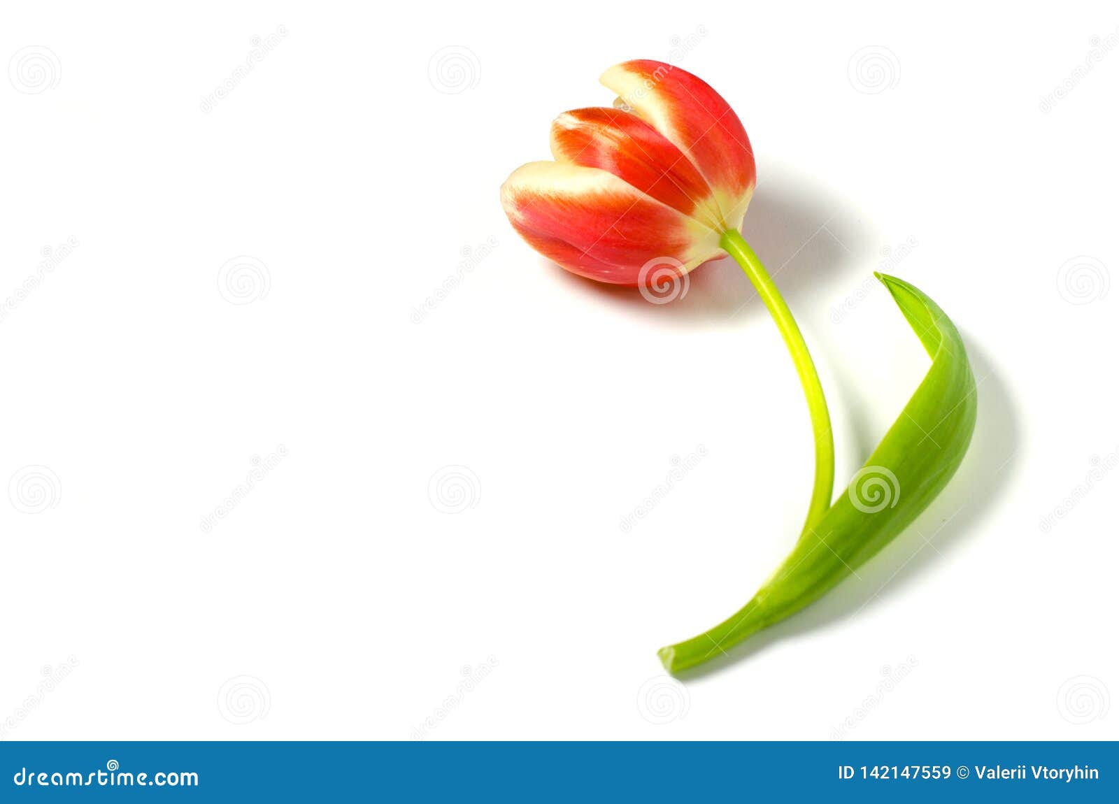 A Single Tulip Against a White Background Stock Image - Image of floral ...