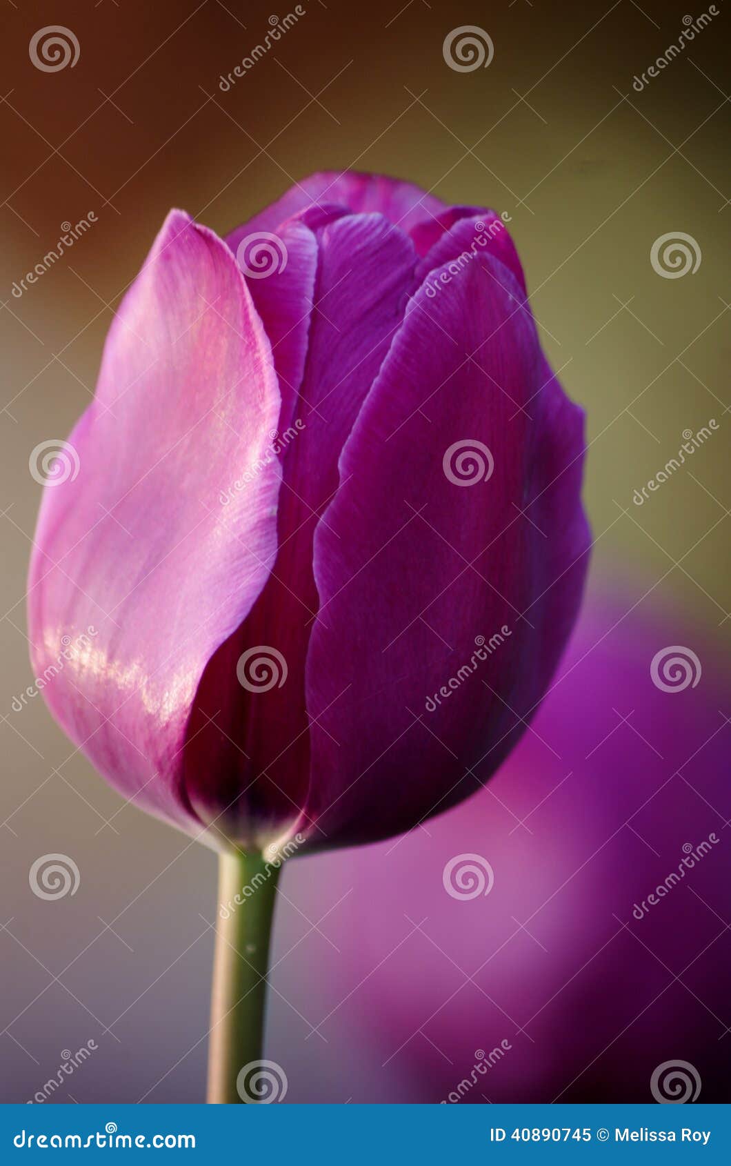 Single Tulip stock image. Image of floral, beauty, flower - 40890745