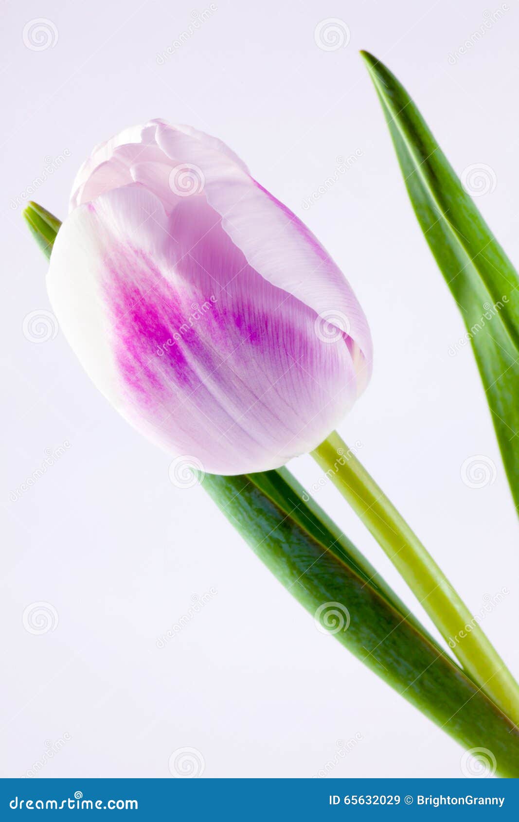 Single Pink Tulip on a White Background. Stock Image - Image of natural ...