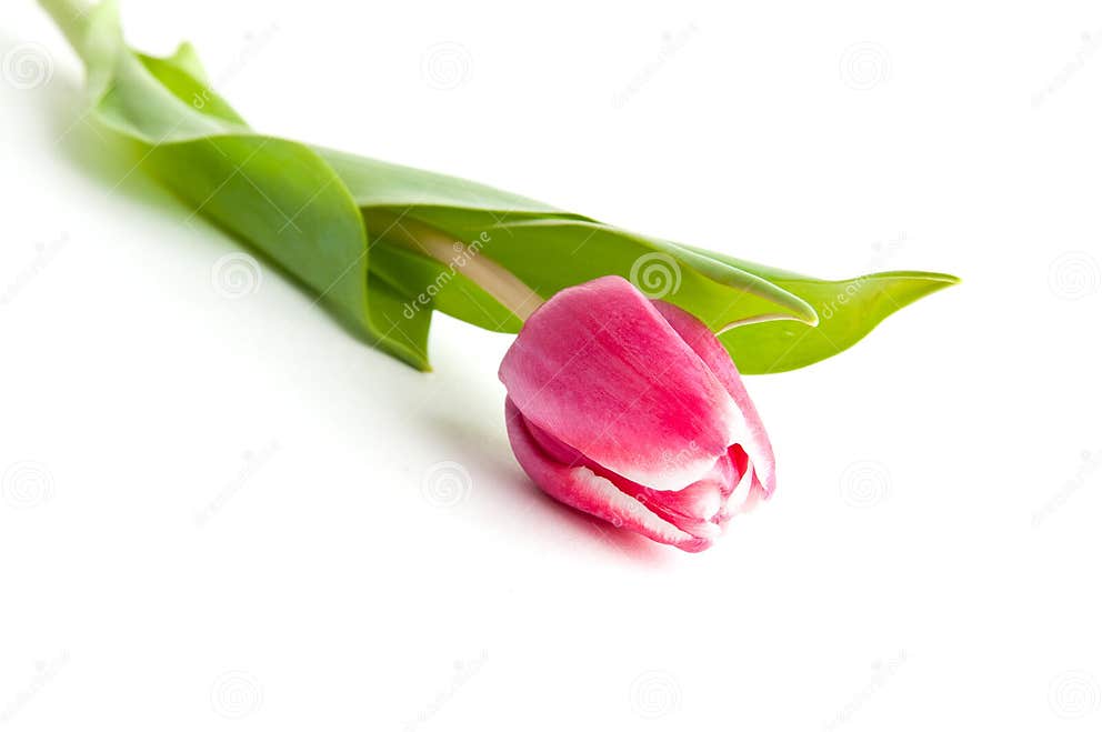 Single tulip flower stock photo. Image of decoration - 13375570