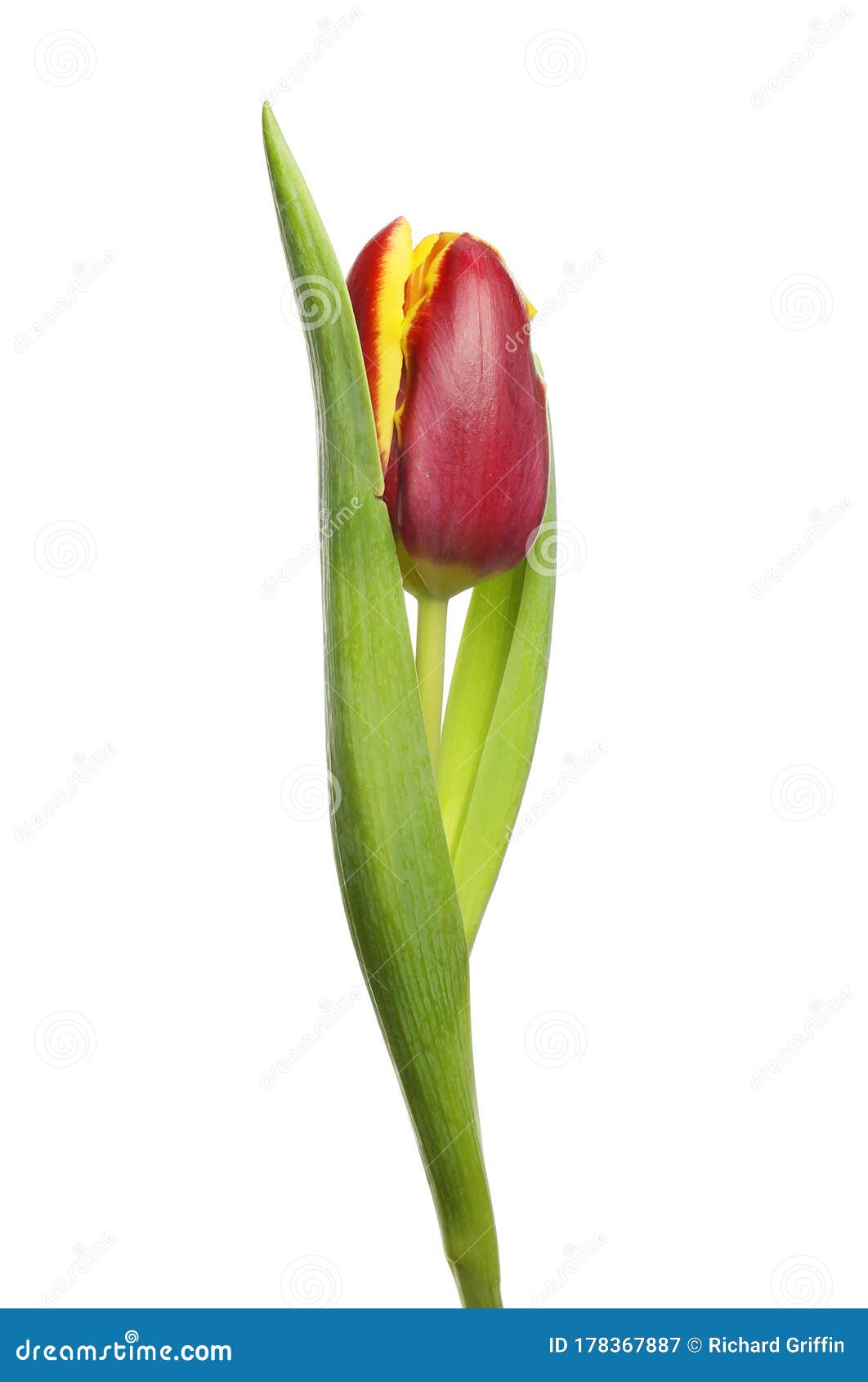 Single tulip flower stock image. Image of petal, bloom - 178367887
