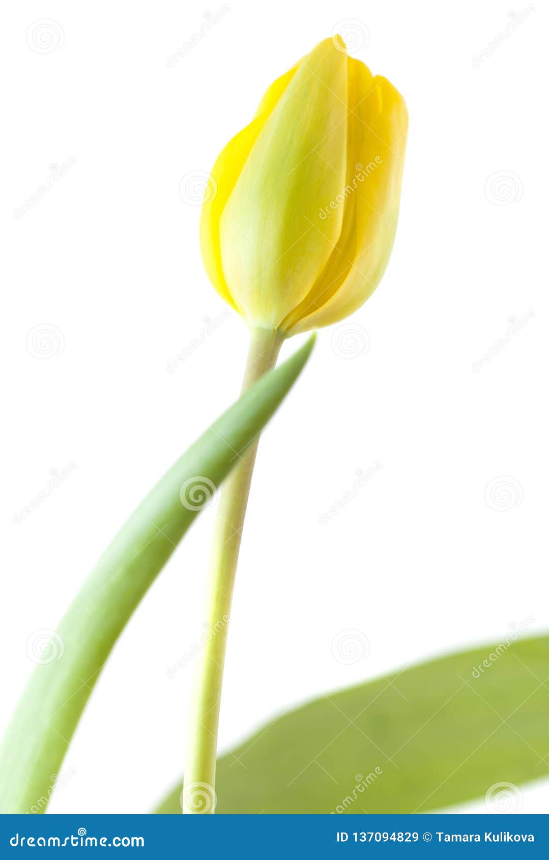 Single tulip flower stock image. Image of colour, stem - 137094829