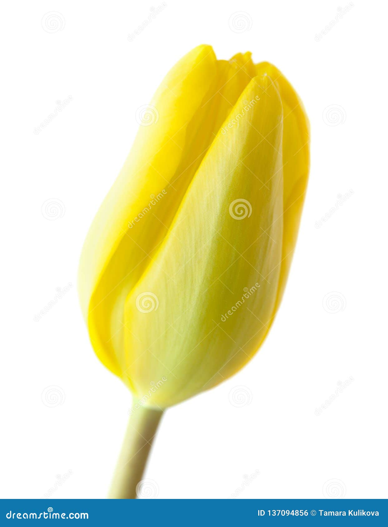 Single tulip flower stock photo. Image of nature, isolated - 137094856