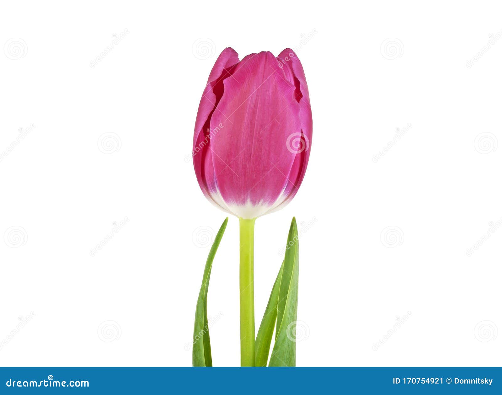 Single Tulip Flower Isolated on White Background Stock Image - Image of ...