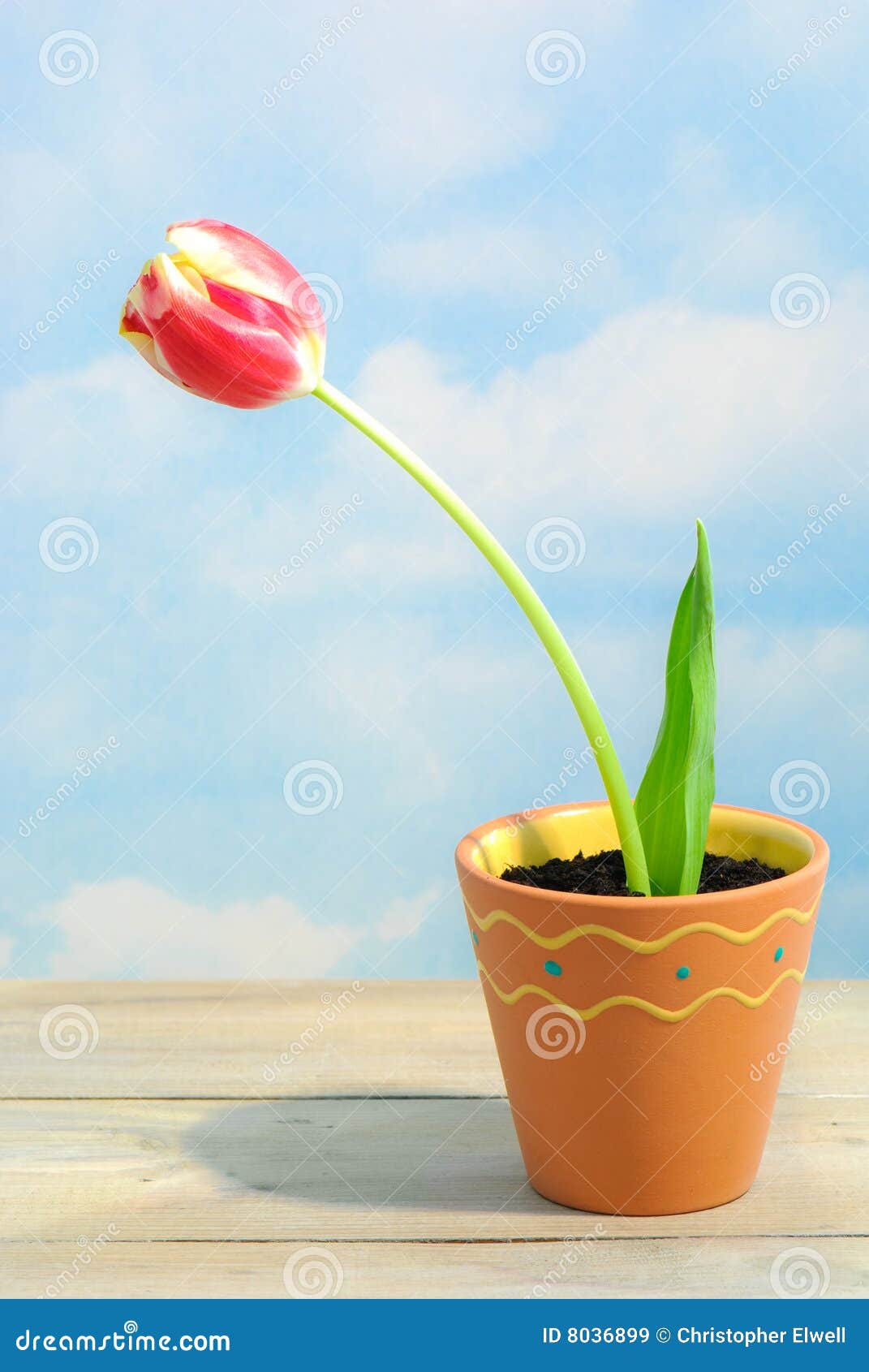 Single Tulip in Pot stock image. Image of plant, flowering - 8036899