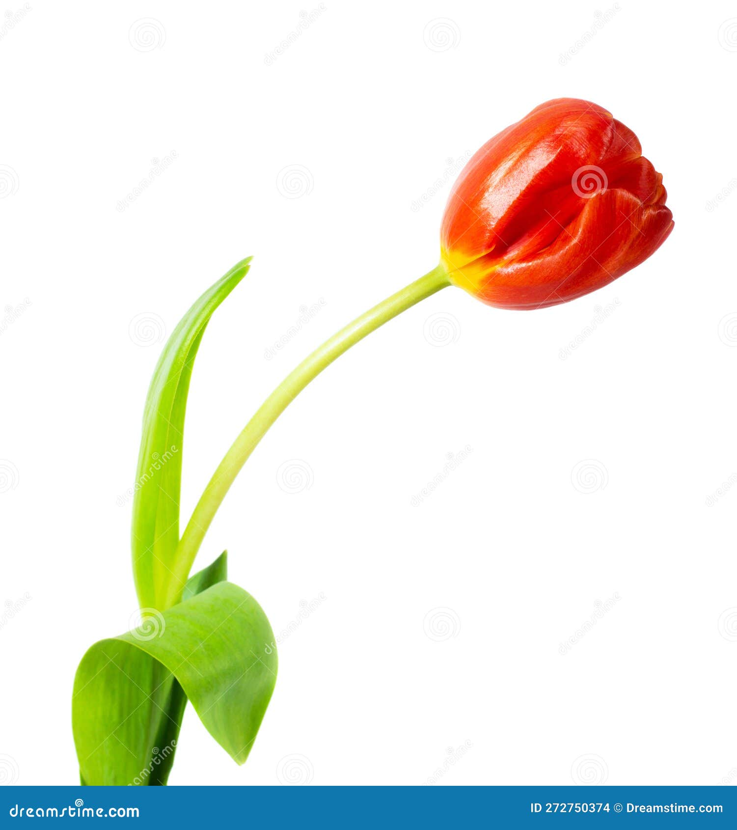 A single tulip stock photo. Image of spring, background - 272750374