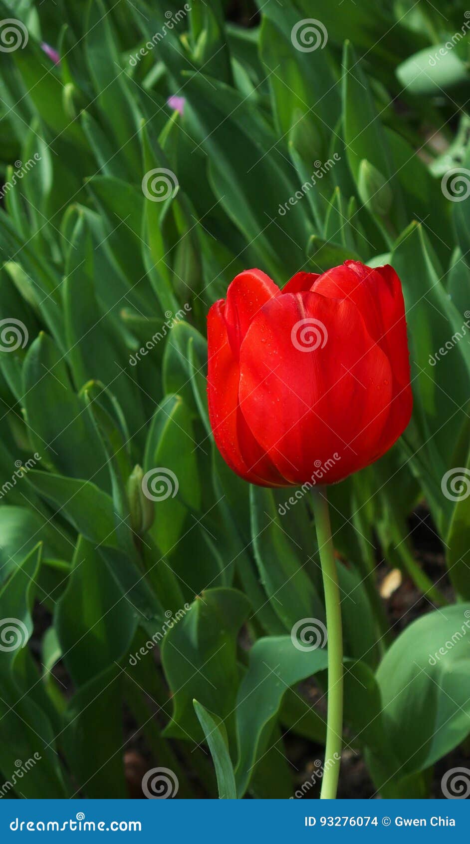 Single tulip. stock photo. Image of single, springtime - 93276074