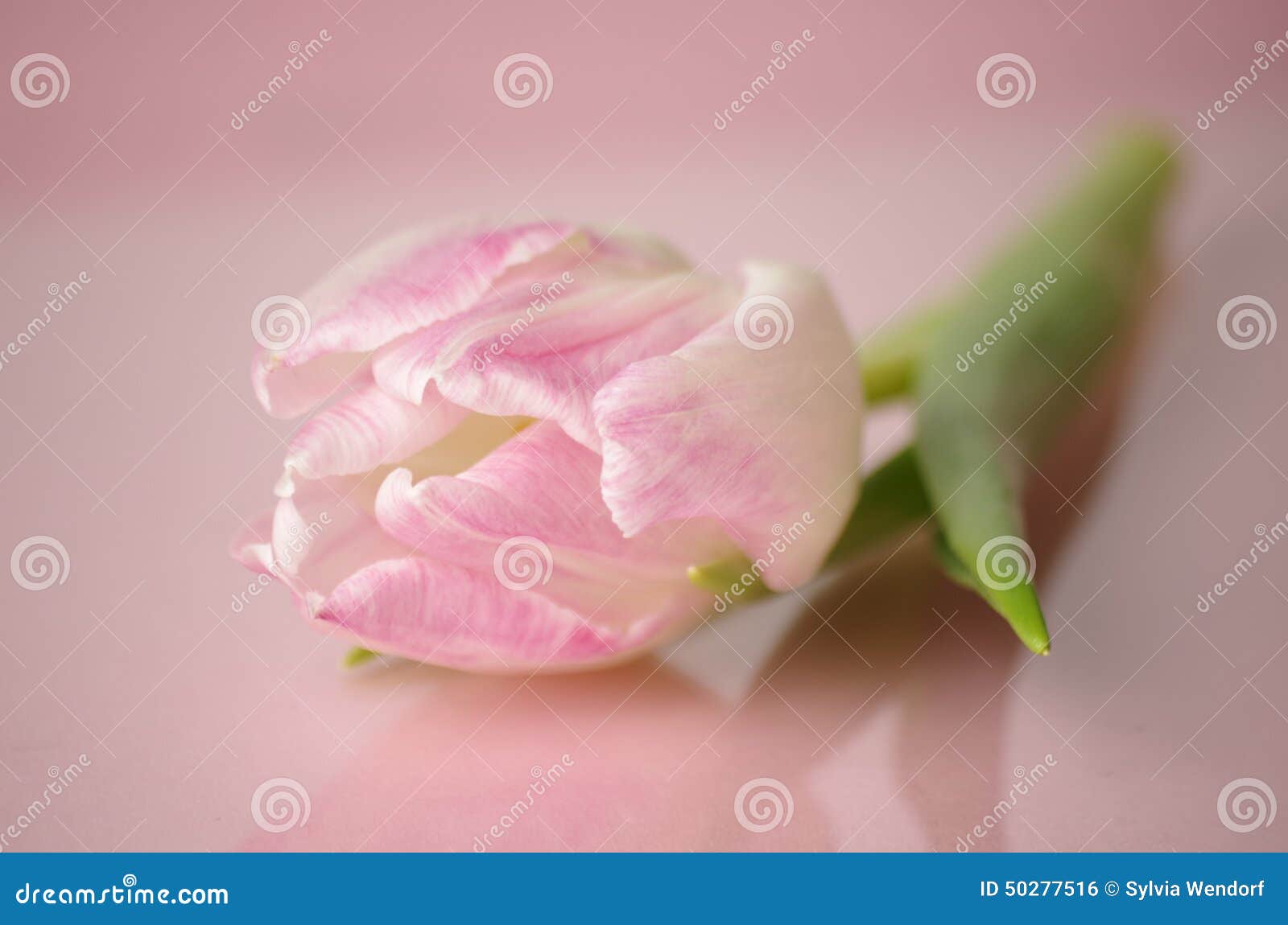Single tulips stock photo. Image of springflowers, tulips - 50277516