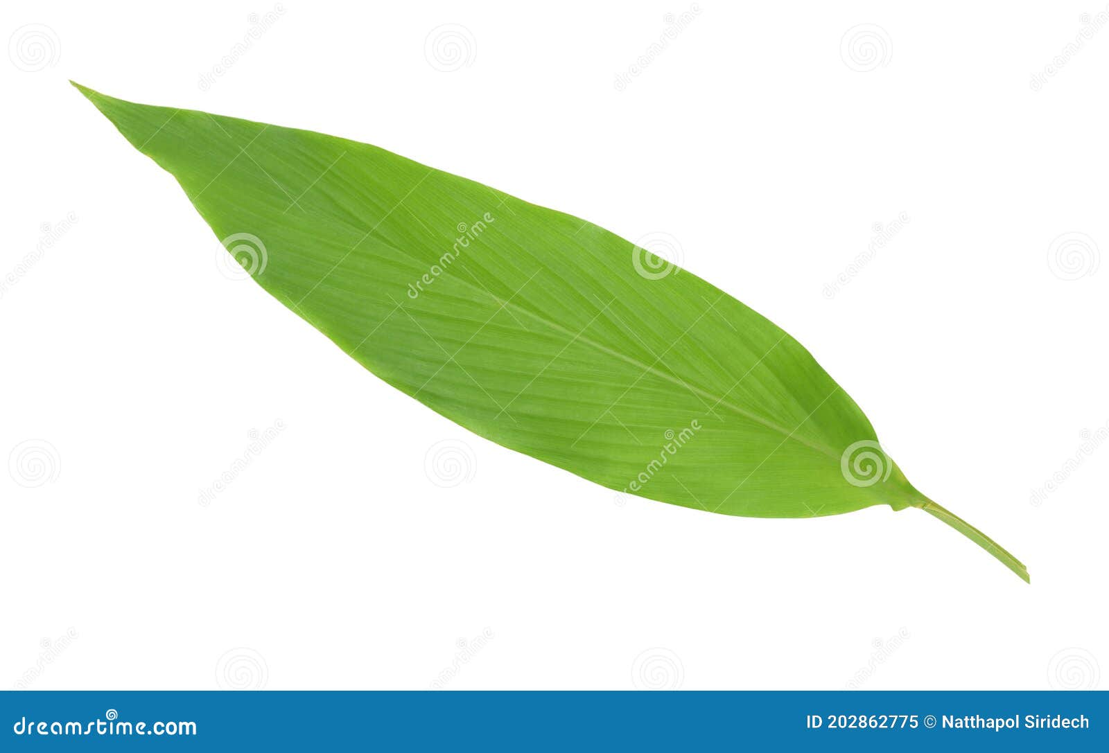 Single Turmeric Leaves (curcumin) Isolated on a White Background ...