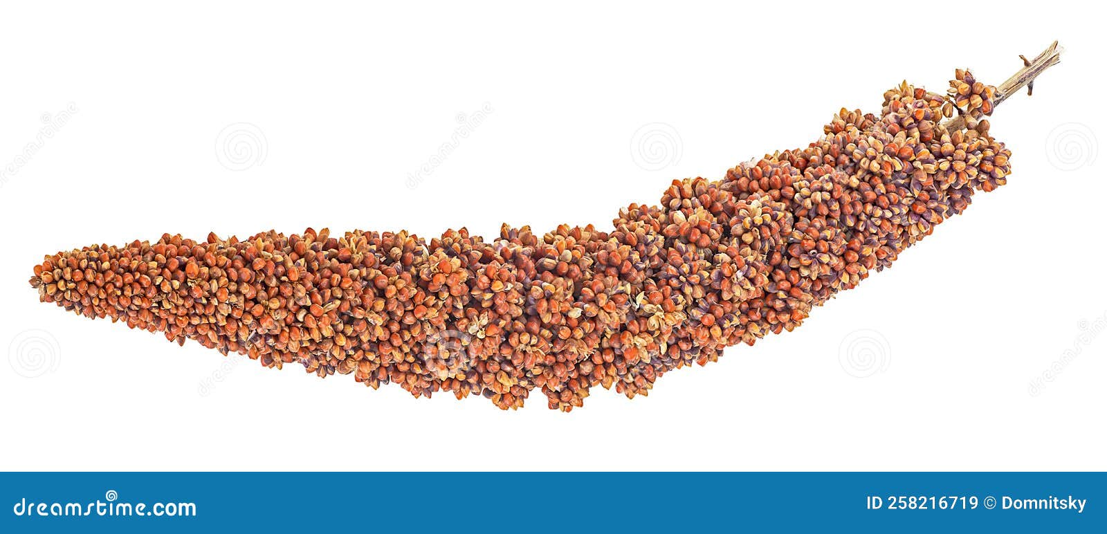 Single Twig of Red Millet Isolated on White Background Stock Image ...