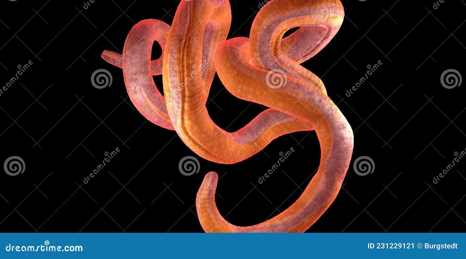 Single Twisted Nematode On A Black Background Royalty-Free Cartoon ...