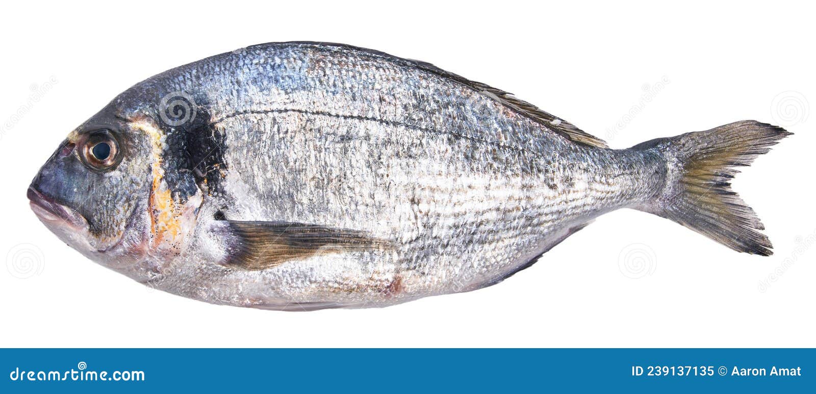 Single Uncooked Fish Over White Isolated Background Stock Image - Image ...