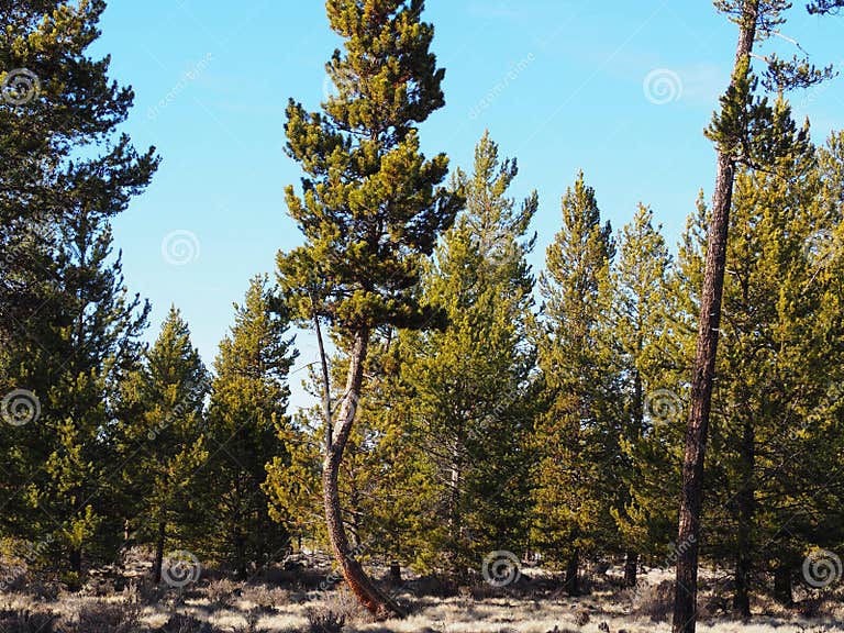 Unique shaped pine tree. stock image. Image of unique - 177527991