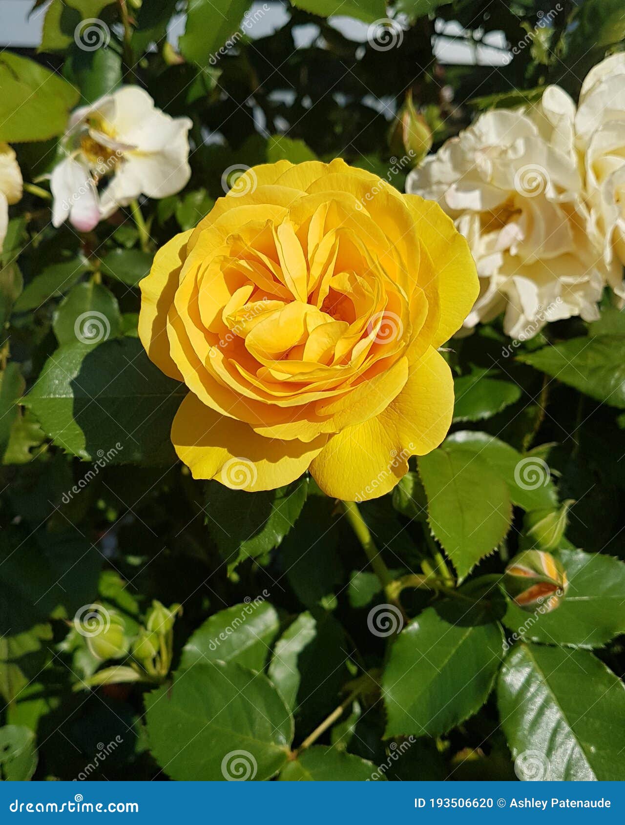 A Single Unique Yellow Rose Stock Photo - Image of flower, plant: 193506620