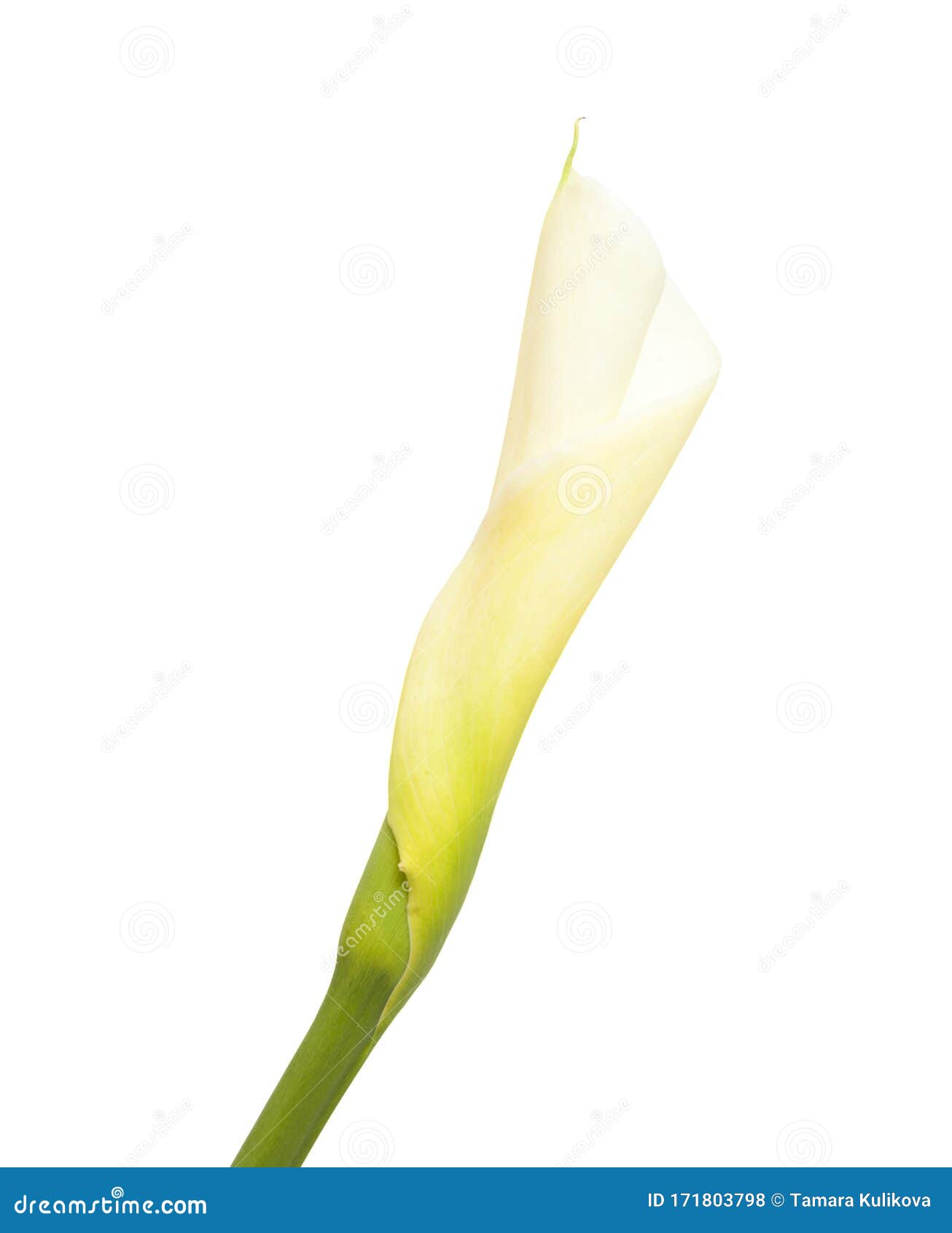 Single unopened calla lily stock photo. Image of funnel - 171803798