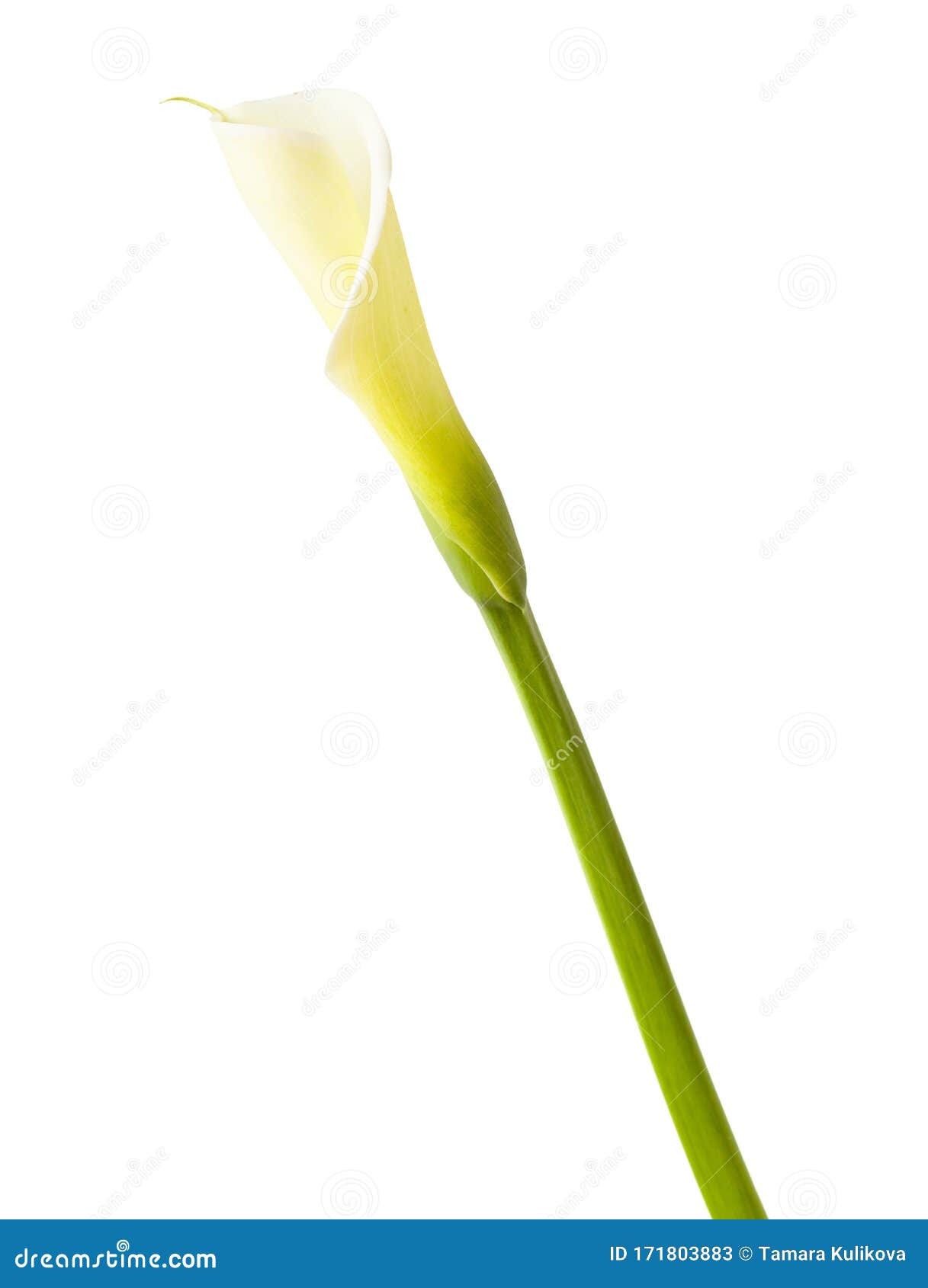 Single unopened calla lily stock image. Image of lily - 171803883