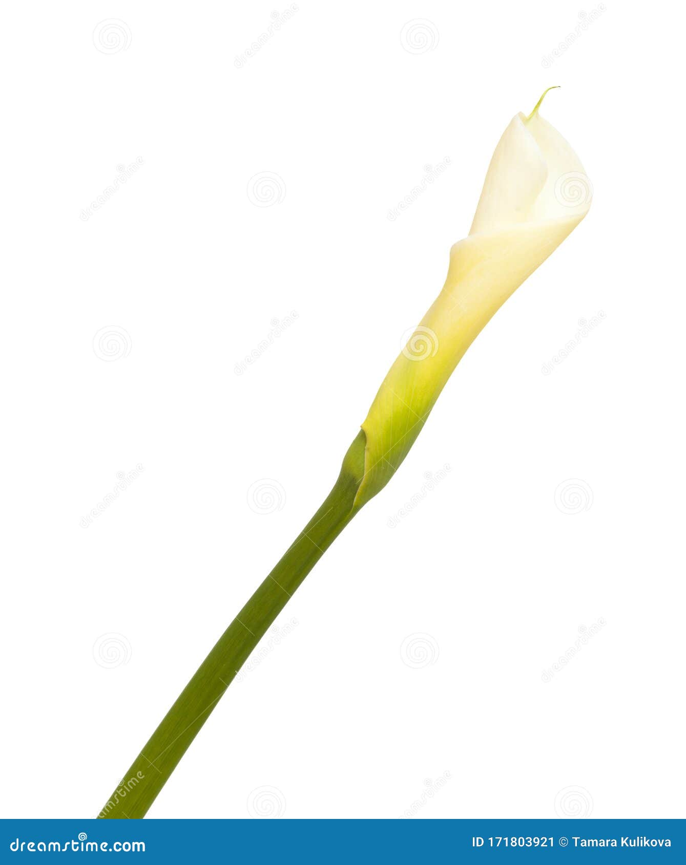 Single unopened calla lily stock image. Image of finger - 171803921