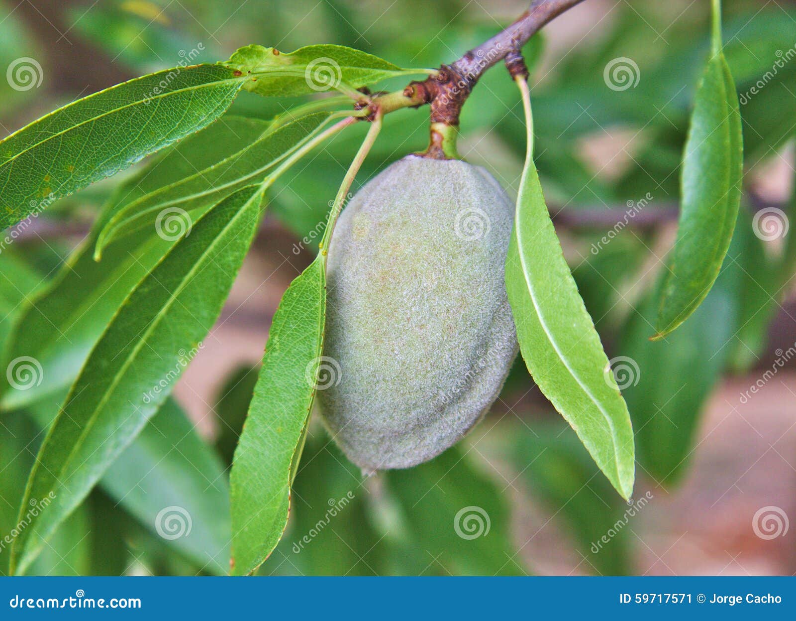 Single Unripe Almond on Almonds Tree Stock Image - Image of nuts ...