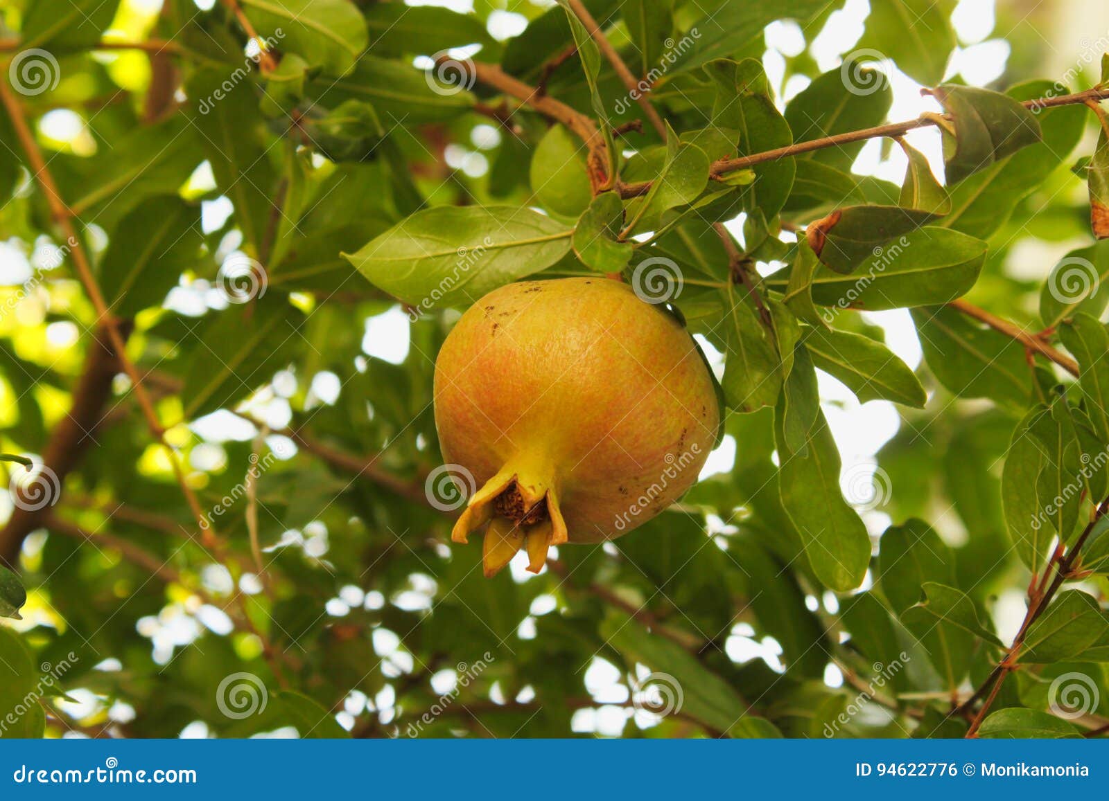Single Unripe Pomegranate Fruit on Tree Stock Photo - Image of ...