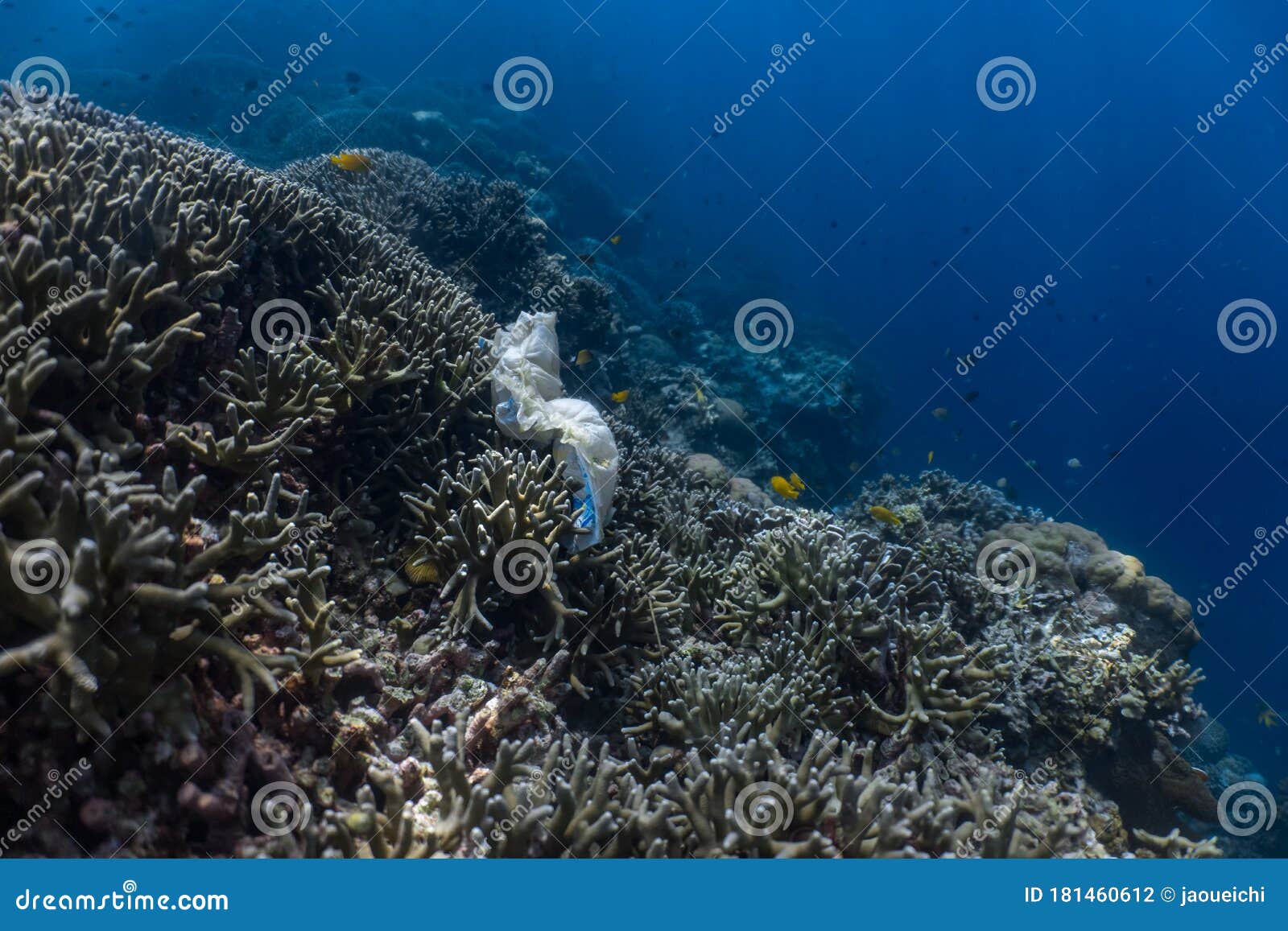 Single-use Plastic in a Shallow Reef. Plastic is a Major Contributor of ...