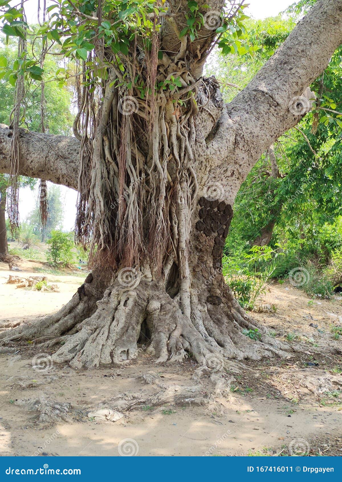 Very Big Banyan Tree In The Jungle., Tree Of Life, Amazing Banyan Tree ...