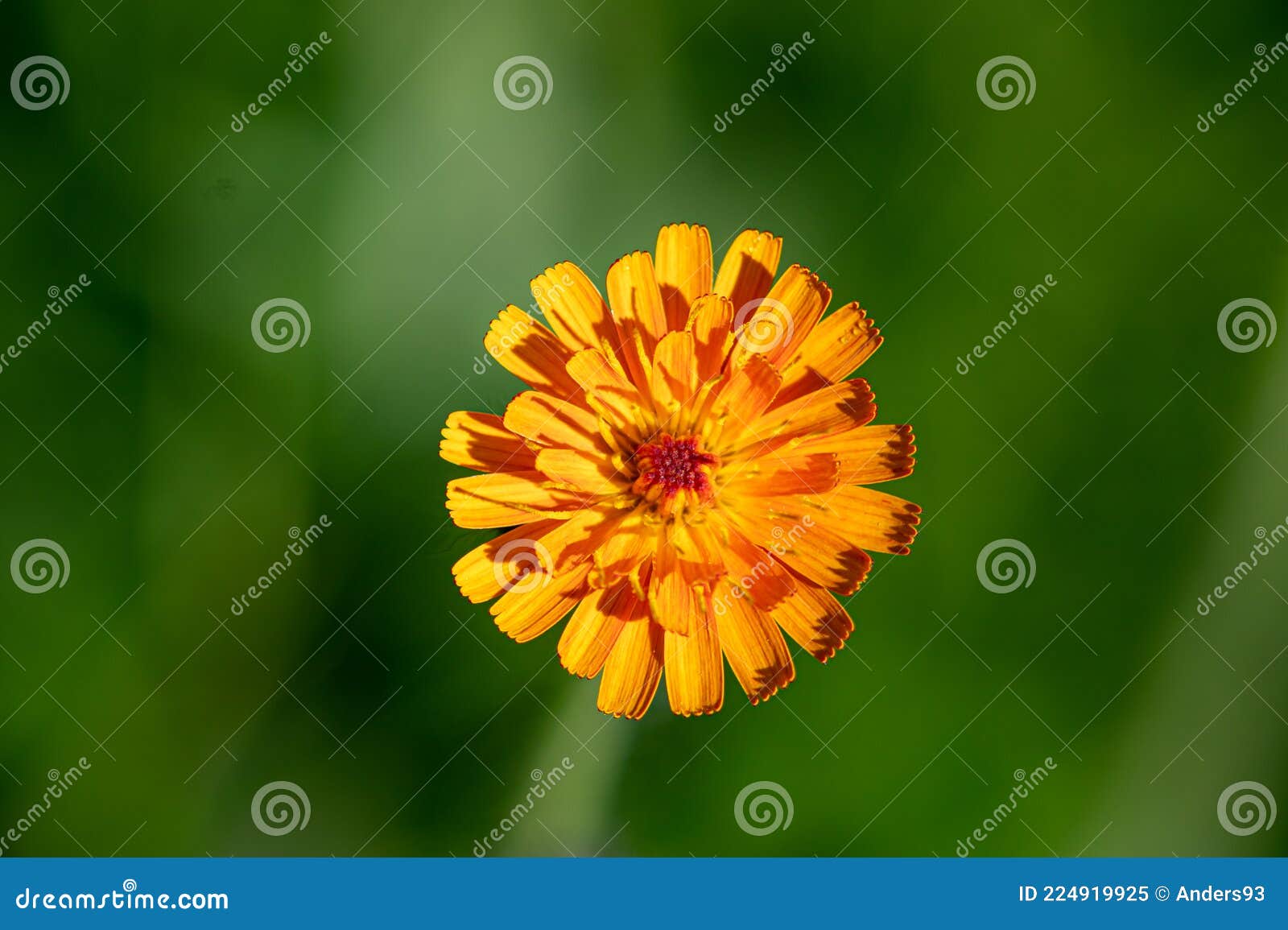 Vibrant Orange, Pilosella Aurantiaca, Orange Hawk Bit, Devil`s ...