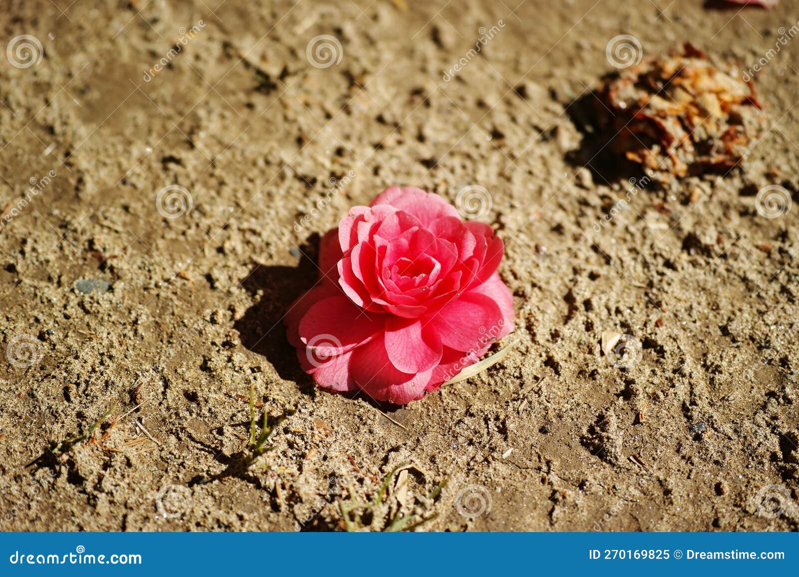 Single Vibrant Pink Rose on a Desert Ground Stock Image - Image of ...