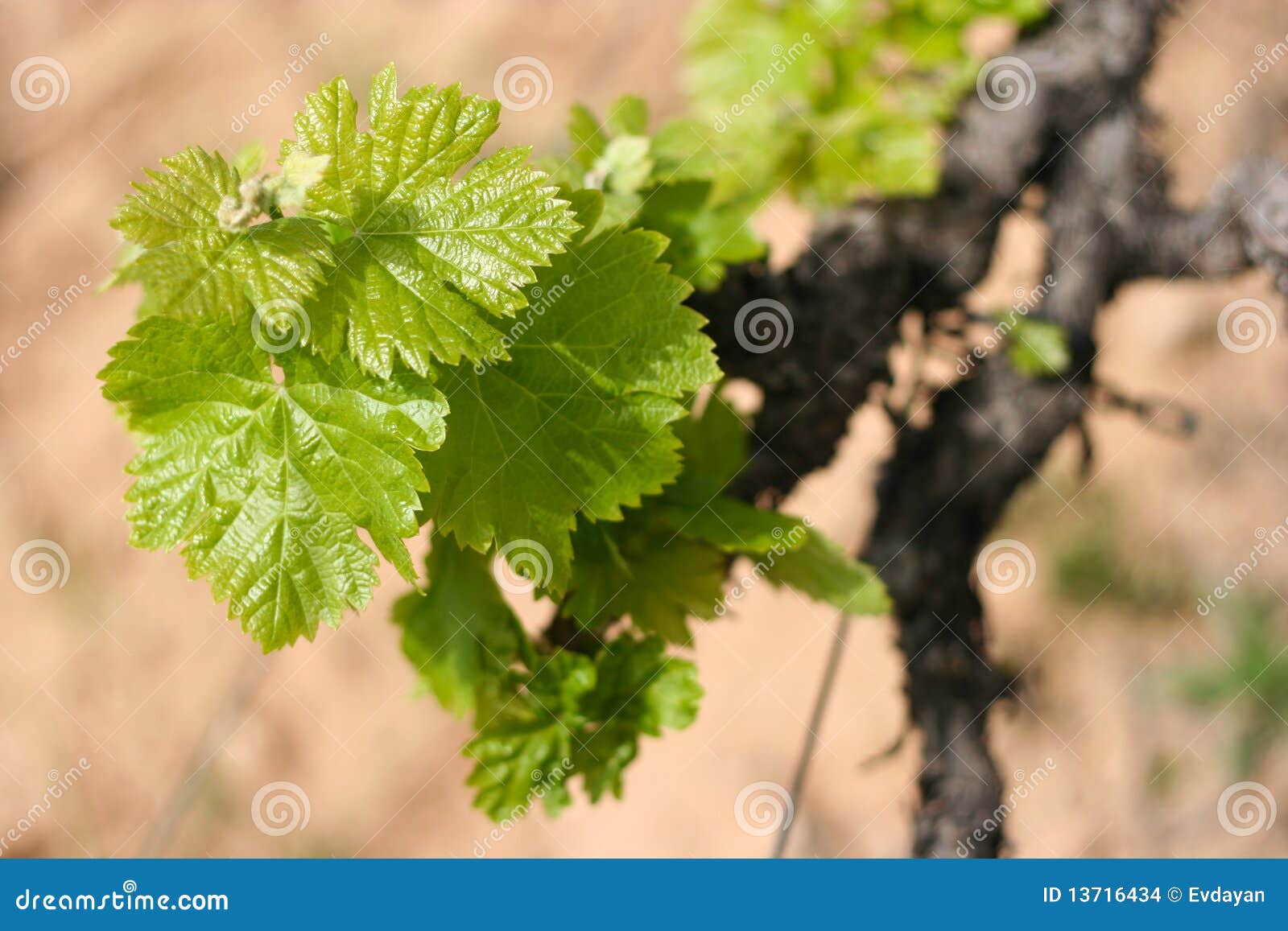 Single vine branch stock photo. Image of growing, rows - 13716434