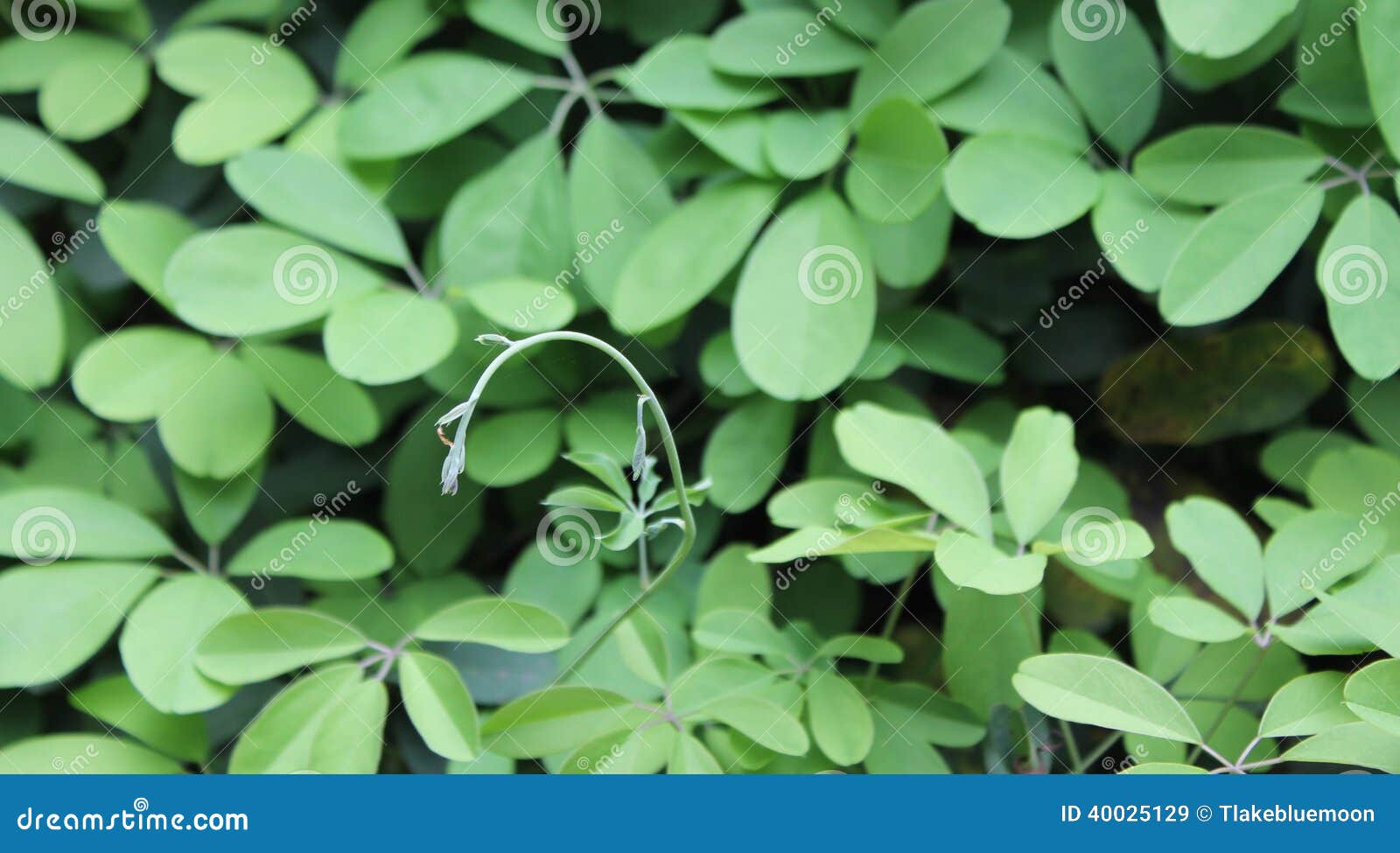 Single Vine stock image. Image of single, plants, spring - 40025129