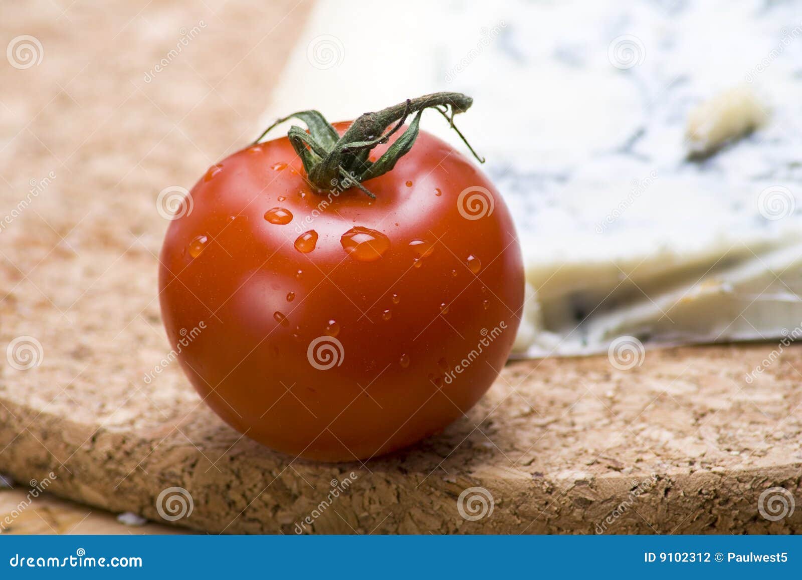 Single vine tomato stock photo. Image of cheese, organic - 9102312