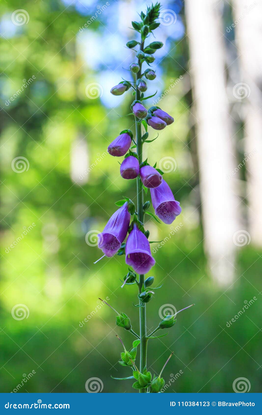 Single Violet Bell Flower Closeup Stock Image - Image of closeup, plant ...