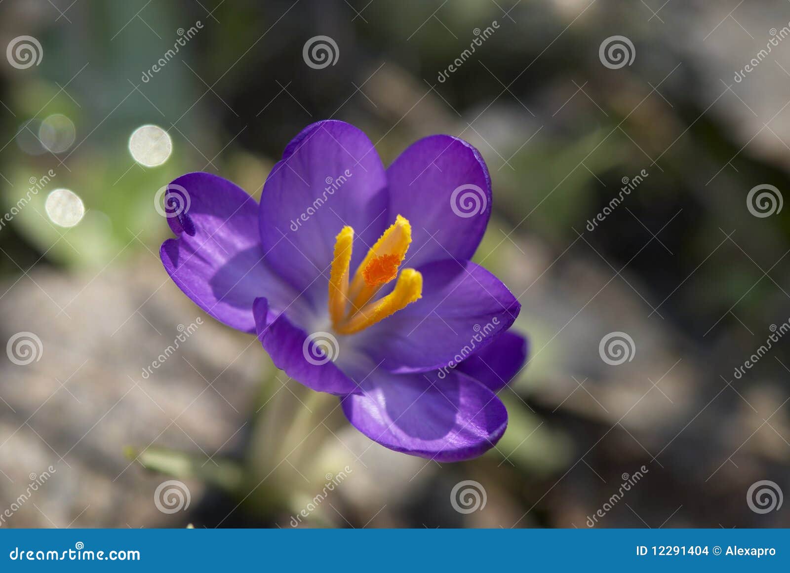 Single violet crocus stock photo. Image of nature, violet - 12291404