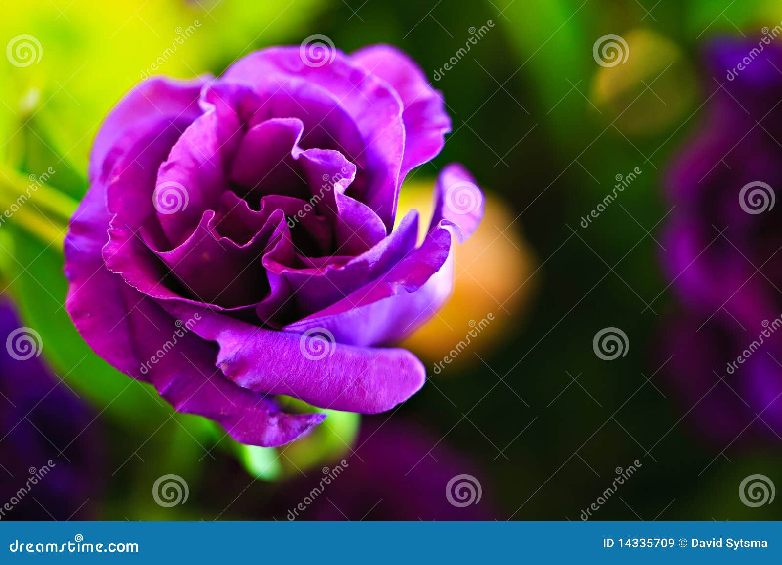 Single Violet flower stock image. Image of fragrant, natural - 14335709
