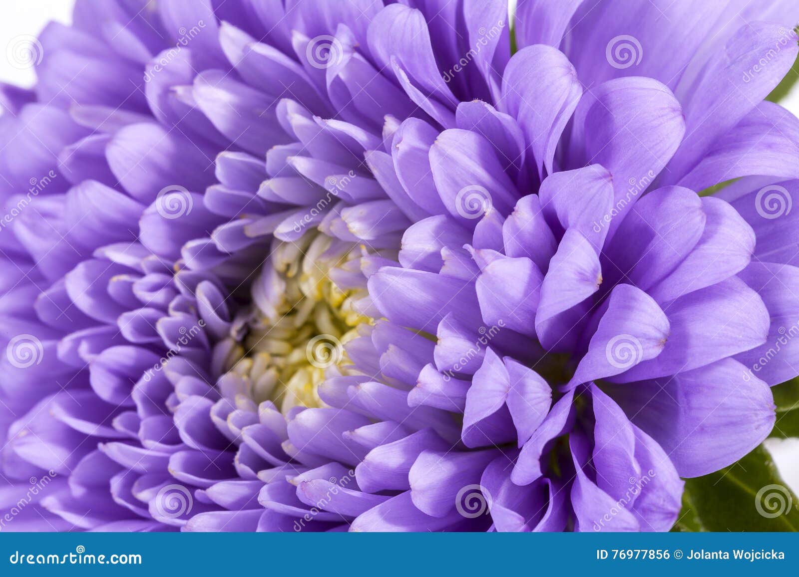 Single Violet Flower of Aster Isolated on White Background Stock Photo ...