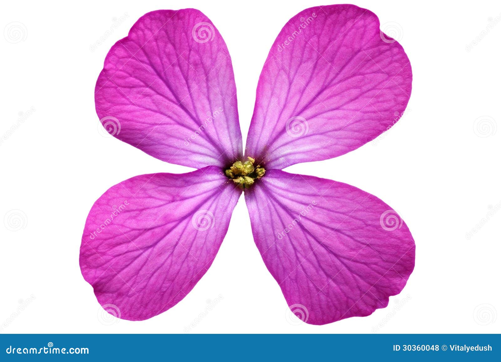 Single Violet Flower.Closeup on White Background. Isolated . Stock ...