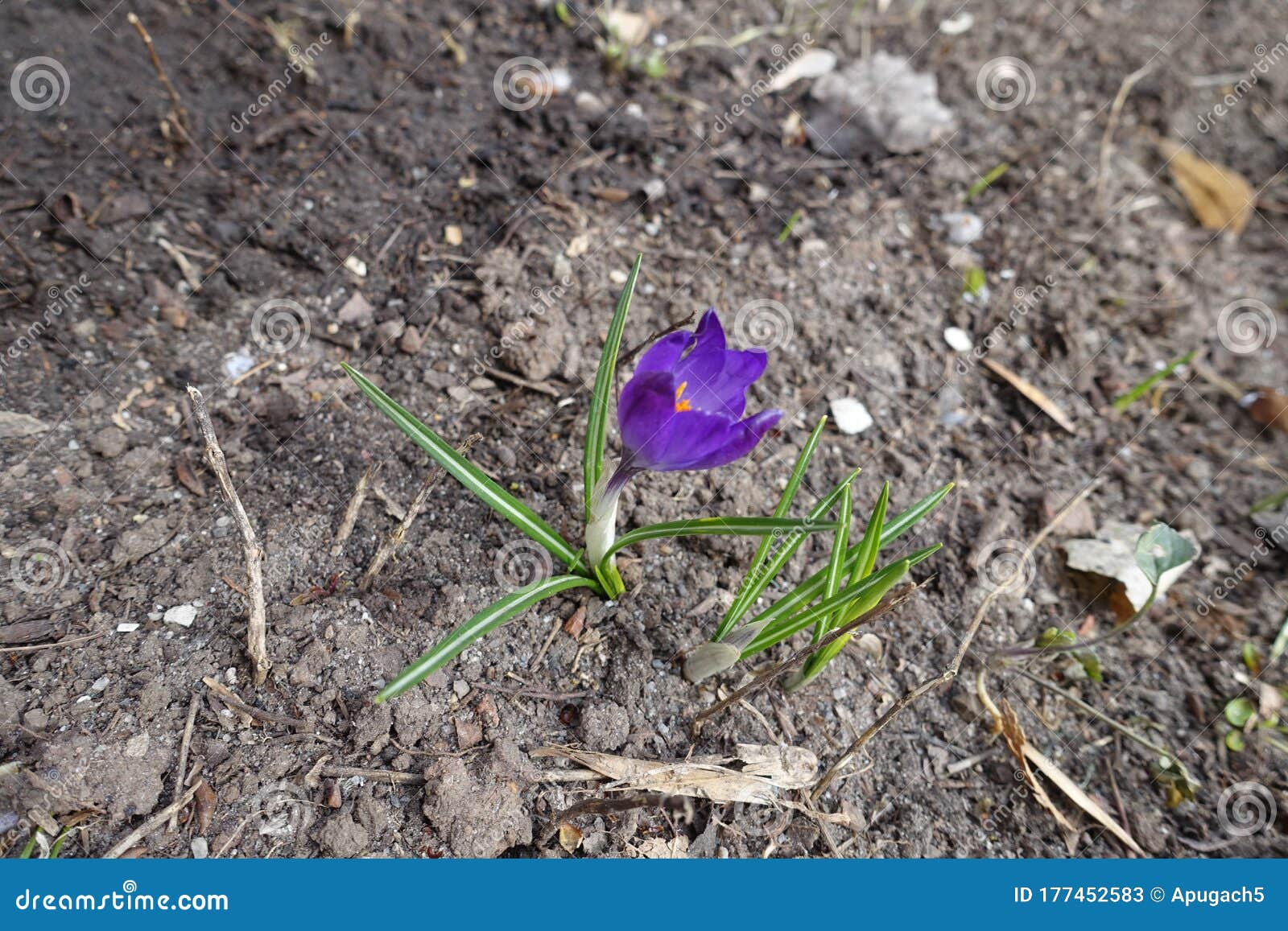 Single Violet Flower of Crocus Stock Image - Image of fresh, early ...