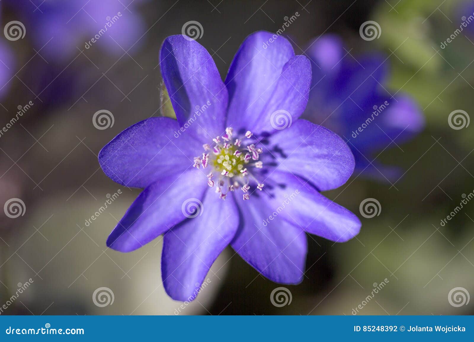 Single Violet Spring Flower Anemone Hepatica in the Garden Stock Photo ...