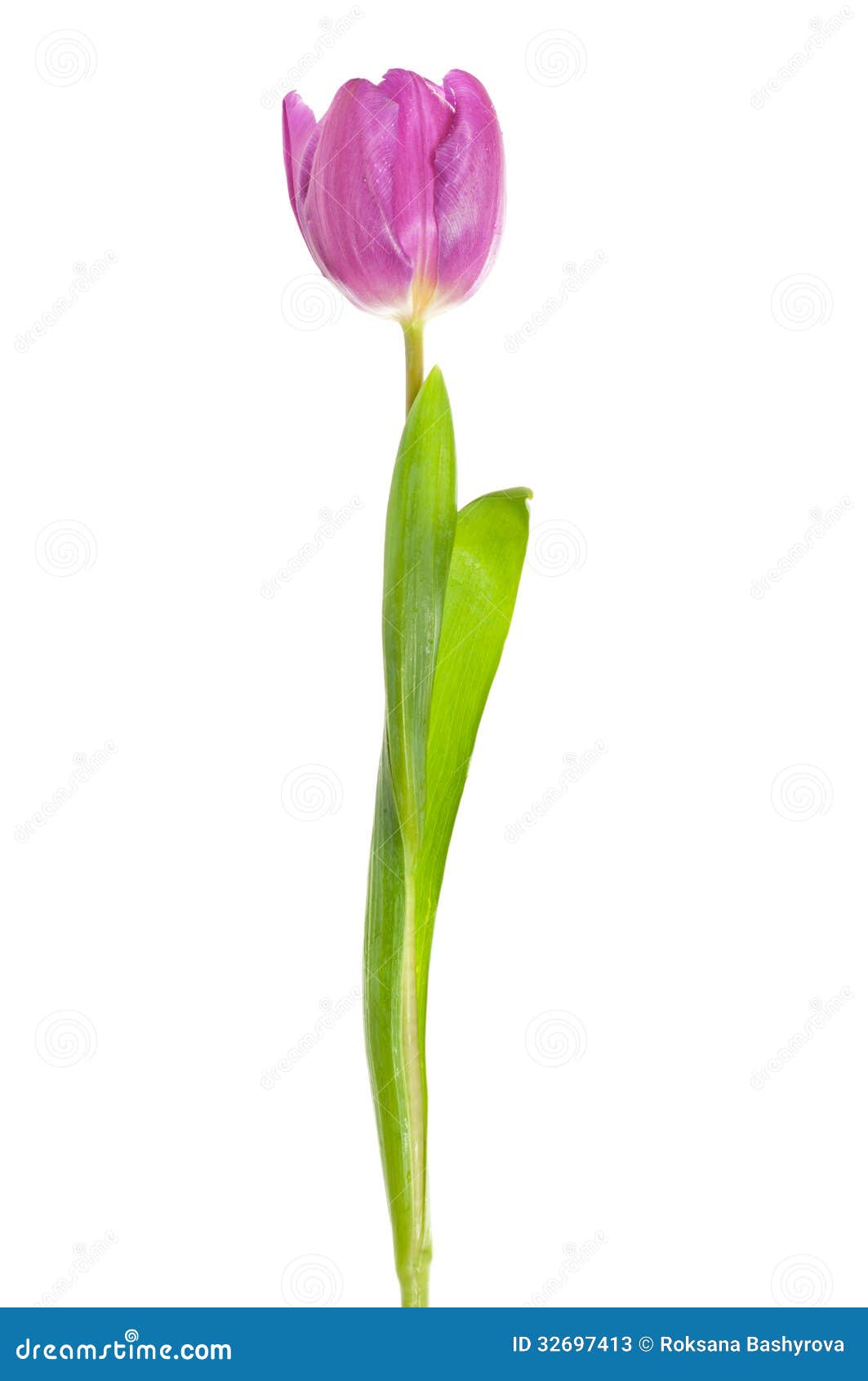 Single violet tulip stock image. Image of vertical, blossom - 32697413