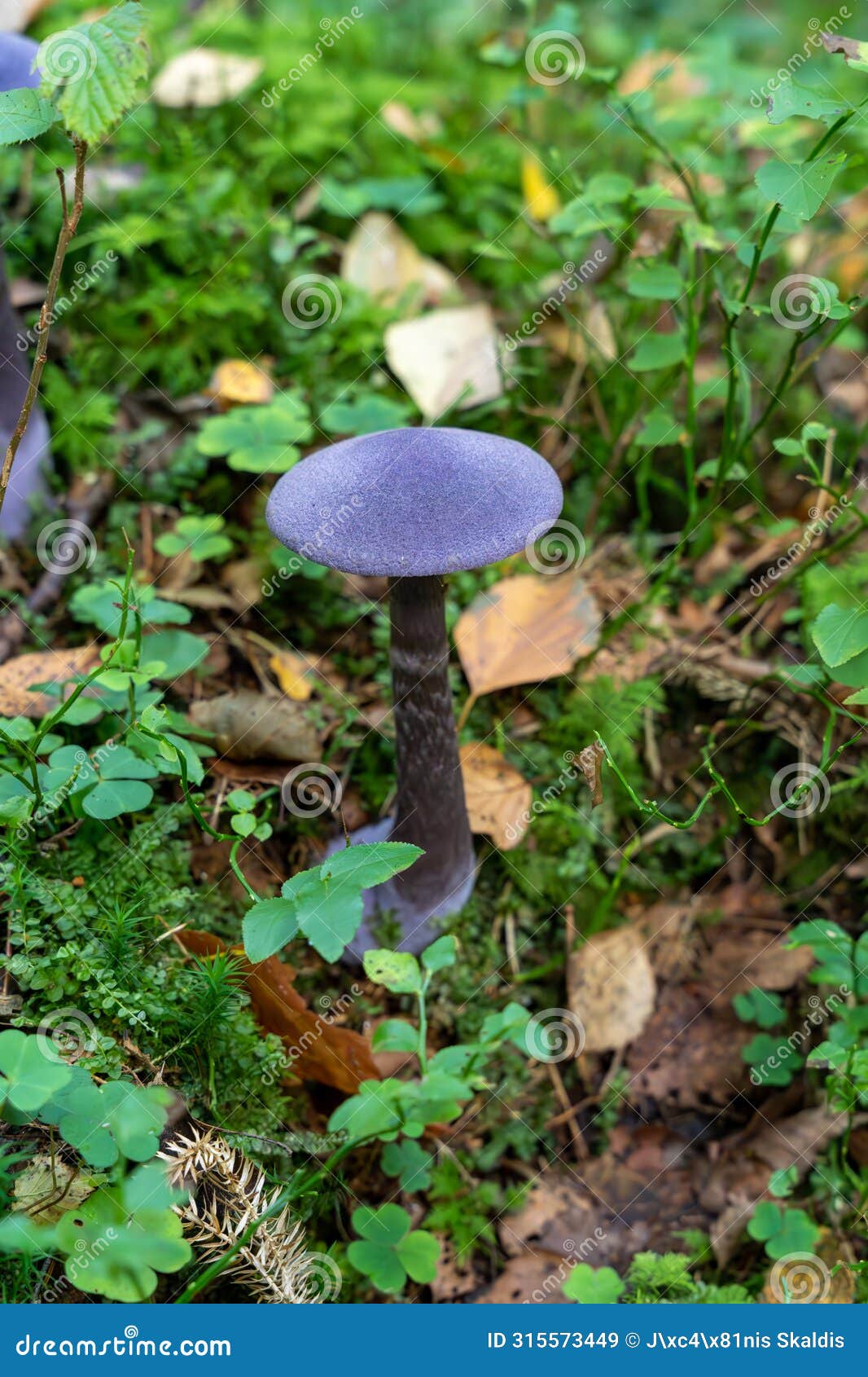 Single Violet Webcap (Cortinarius Violaceus) Mushroom in Forest Stock ...