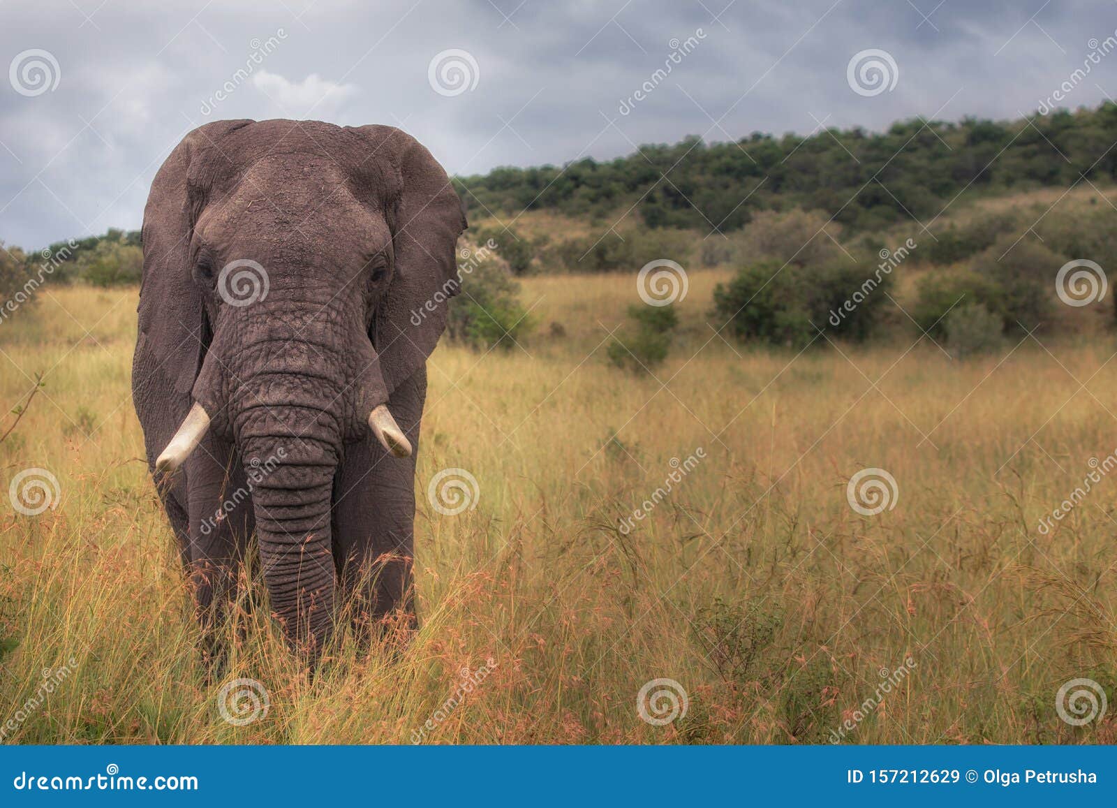 Single walking elephant stock image. Image of walking - 157212629