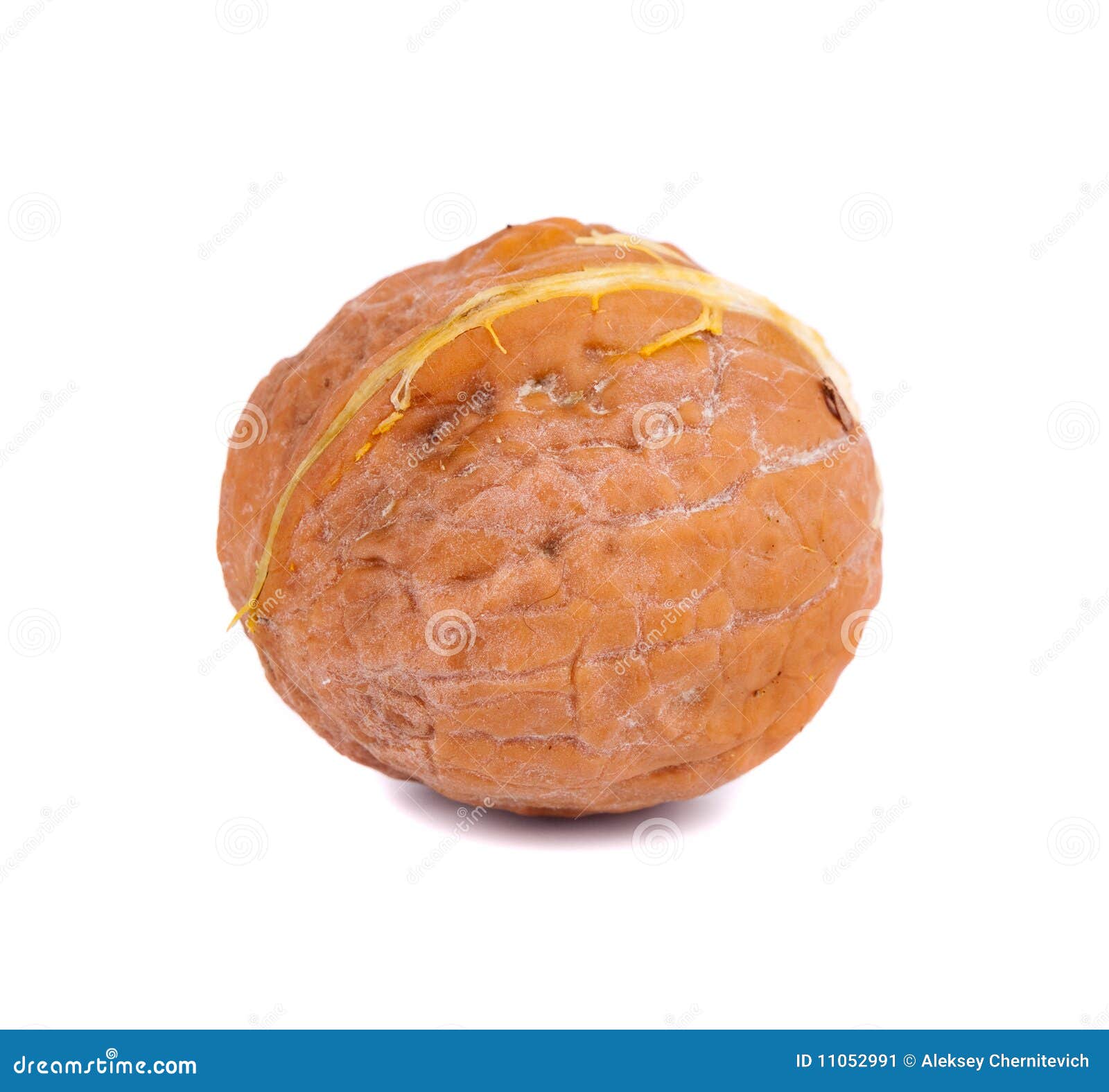 Single walnut stock image. Image of snack, full, white - 11052991