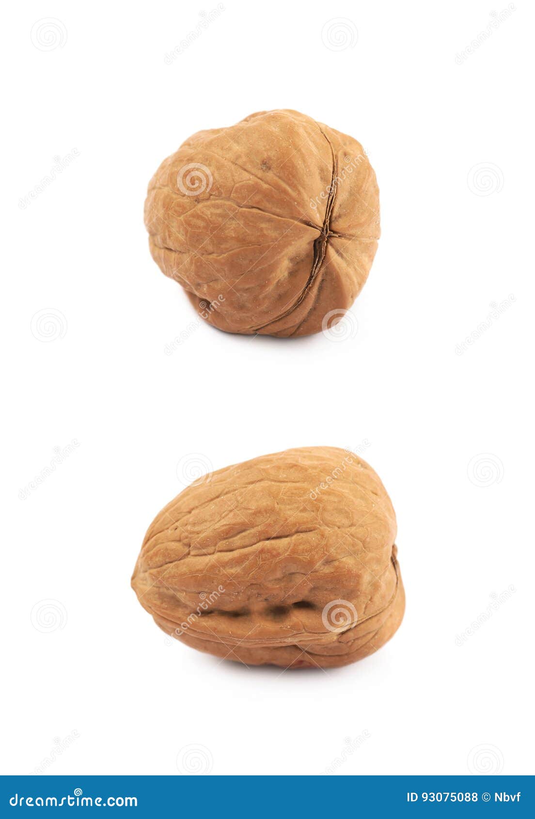 Single walnut isolated stock photo. Image of isolated - 93075088