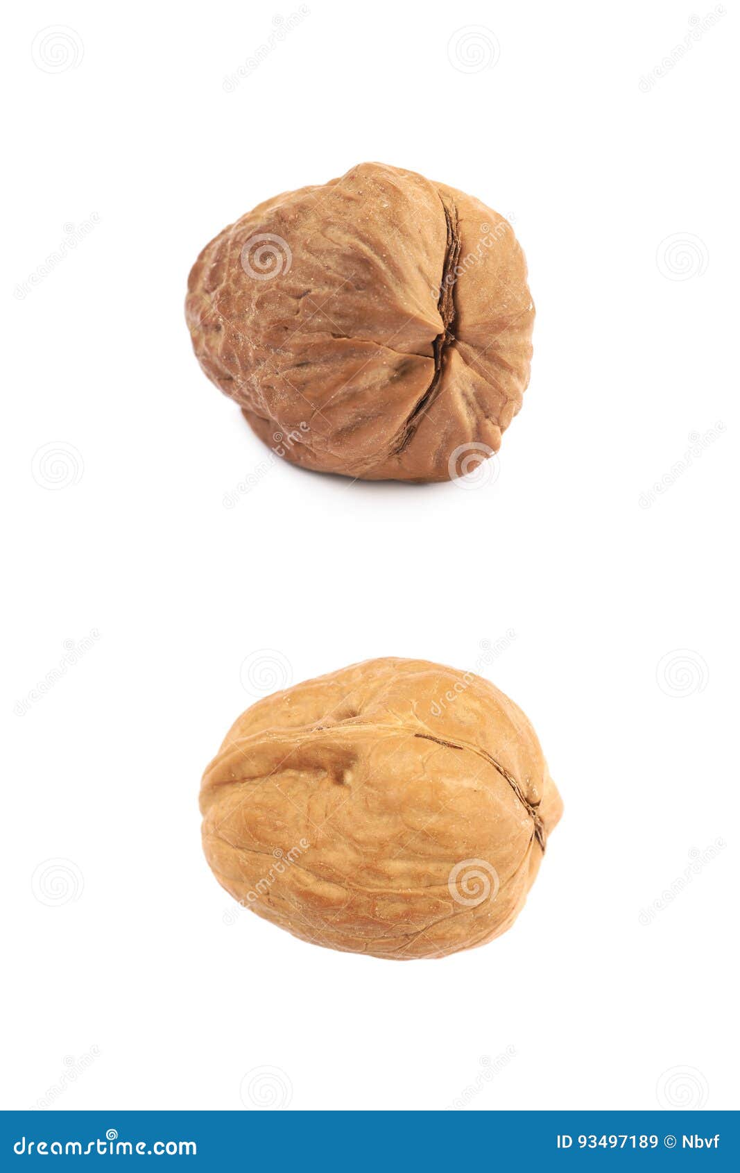 Single walnut isolated stock image. Image of mature, nutshell - 93497189