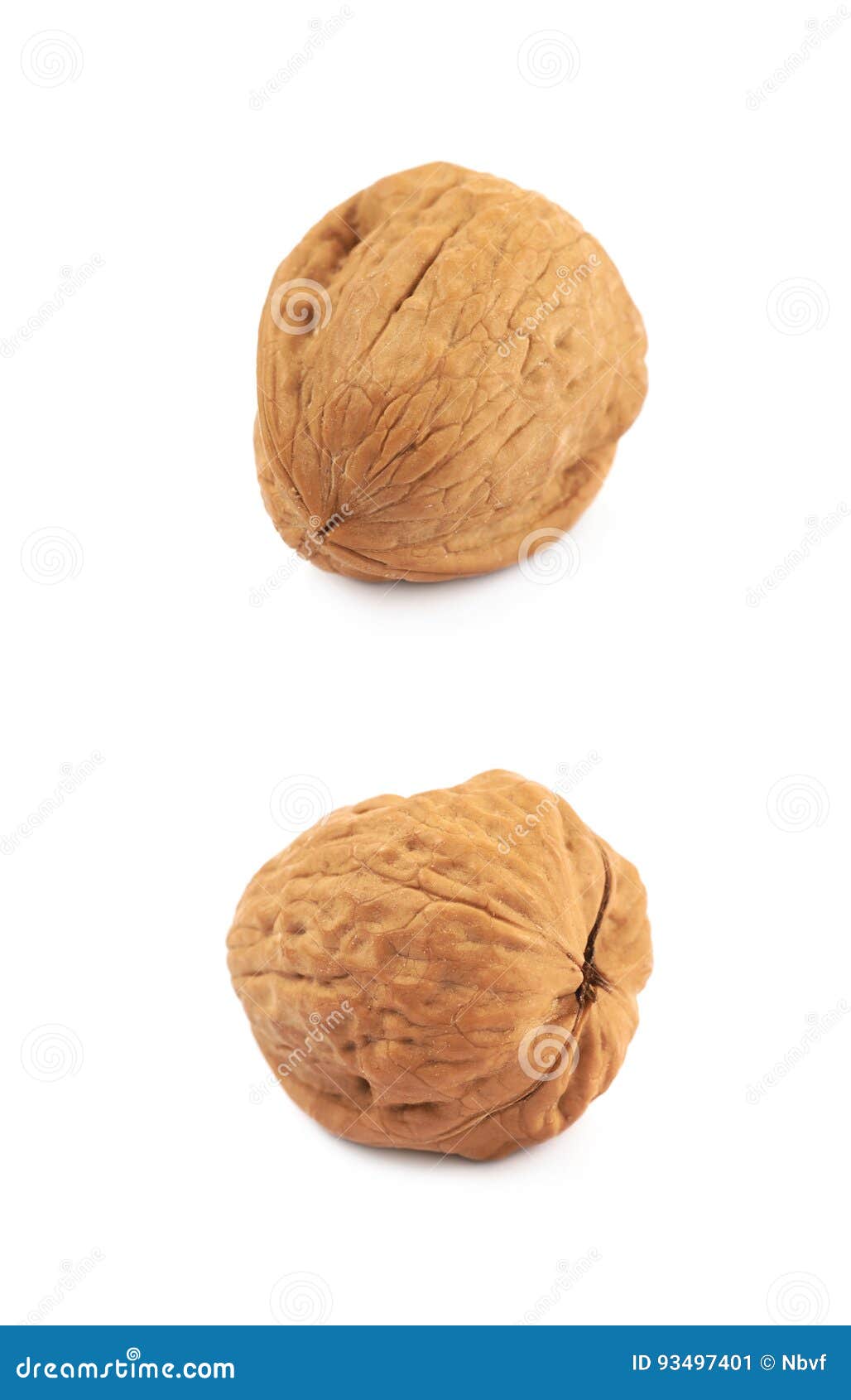 Single walnut isolated stock image. Image of husks, natural - 93497401